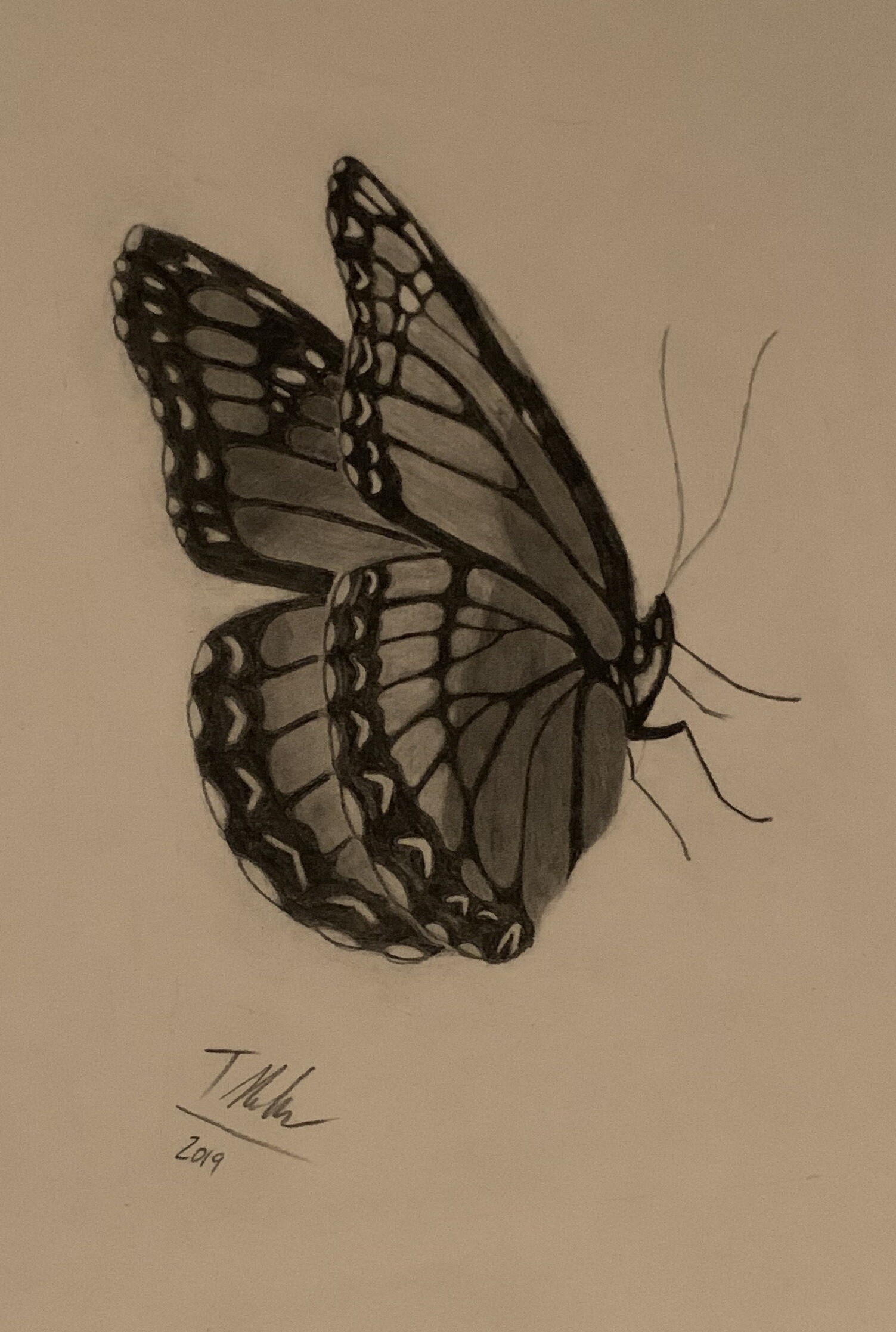 ArtStation - Butterfly