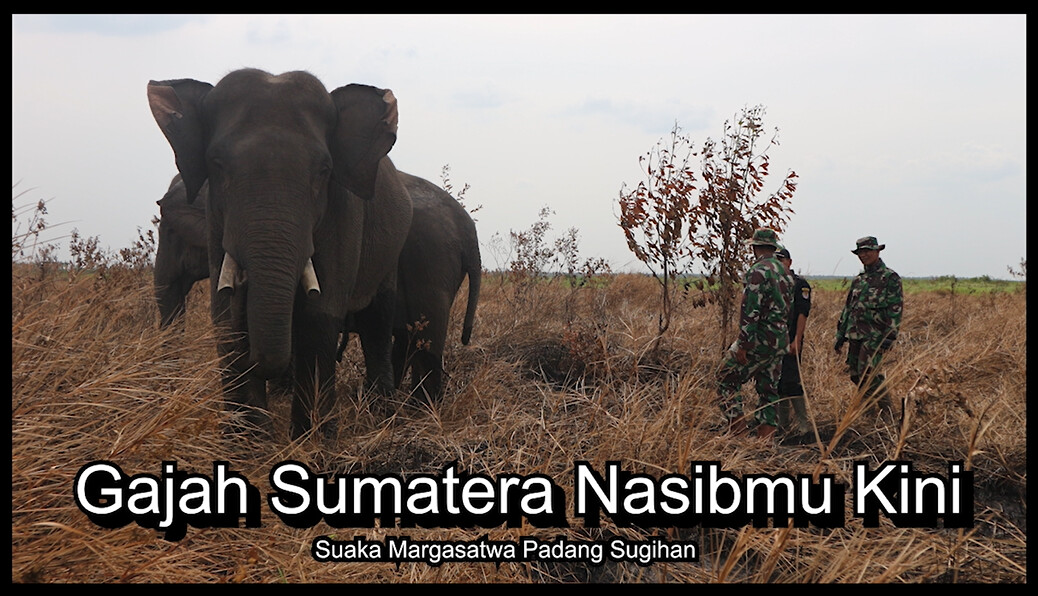 ArtStation - Dokumenter Gajah Sumatera Nasibmu Kini