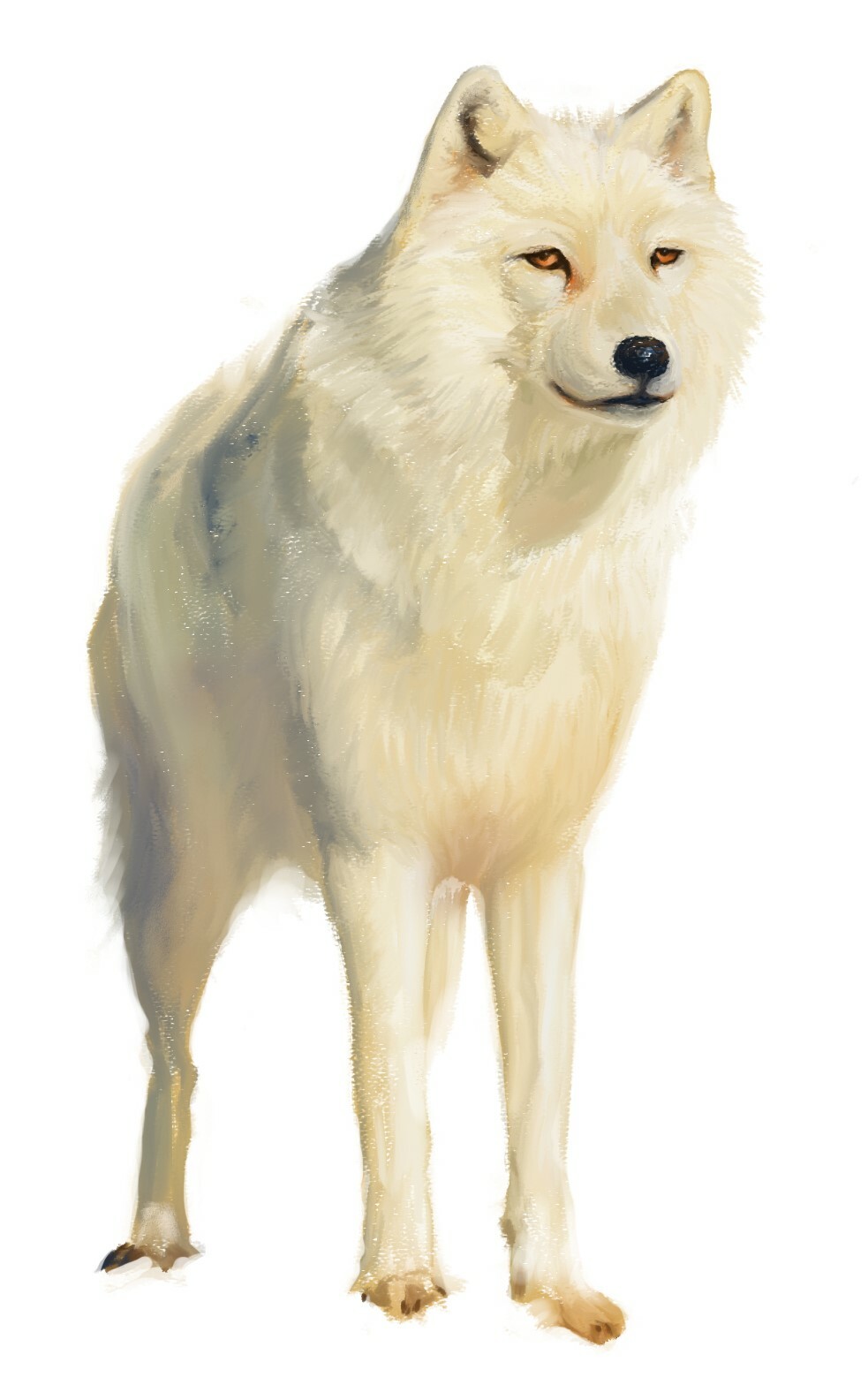 ArtStation - Arctic wolf sketch