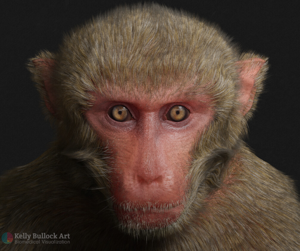 ArtStation - Rhesus Macaque