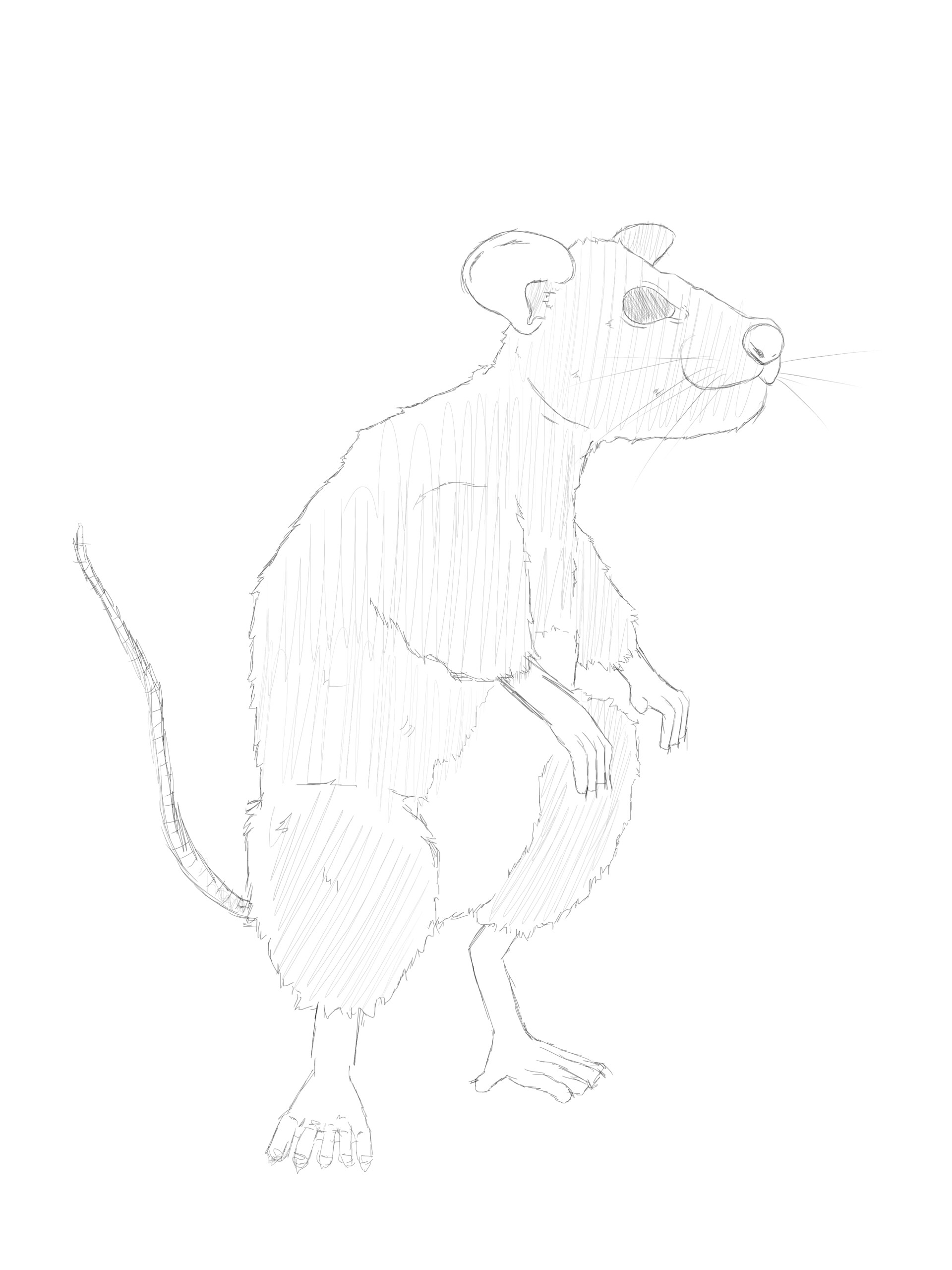 how to draw a rat head