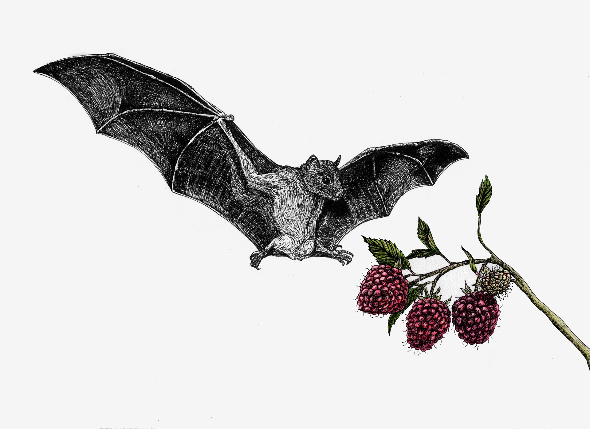 ArtStation - Raspberry Bat