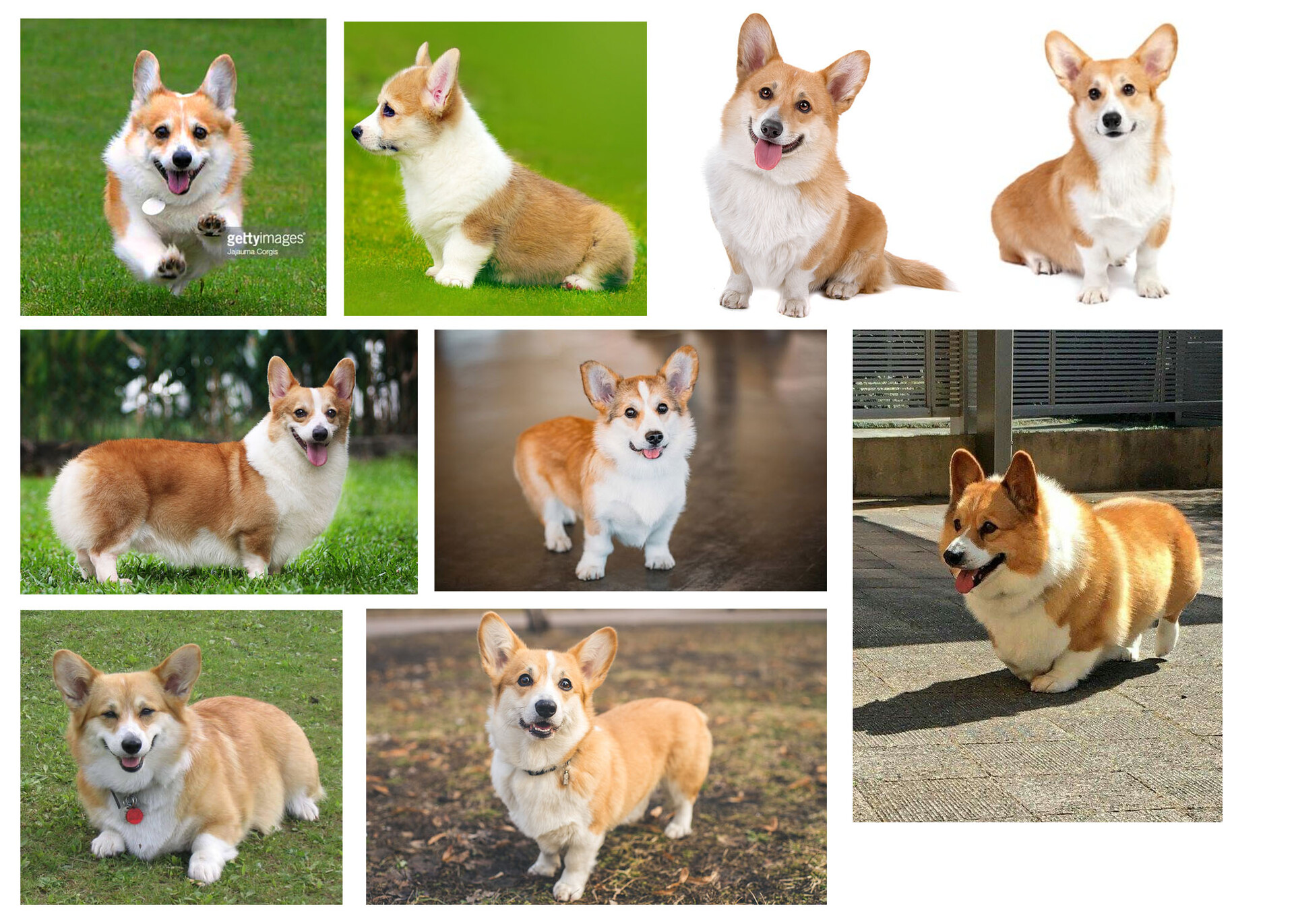 Christy Kong | sasukatchi - Class Assignment-Modelling 3 animals