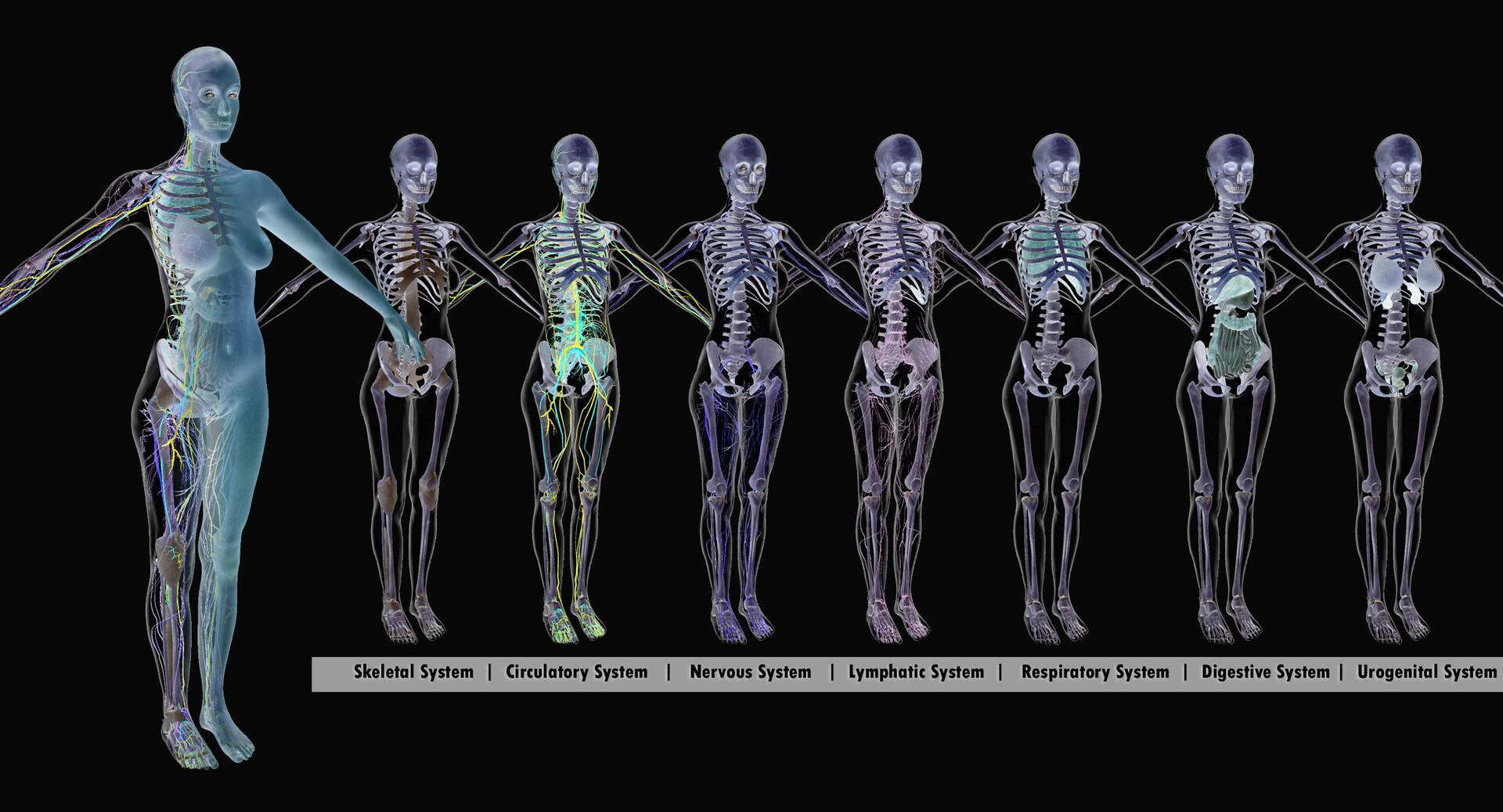 ArtStation - Female Anatomy Project