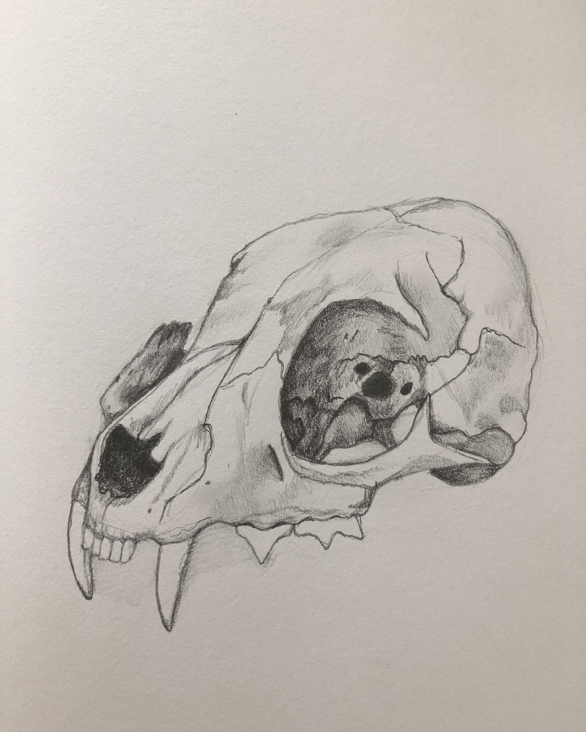 how to draw cat skull