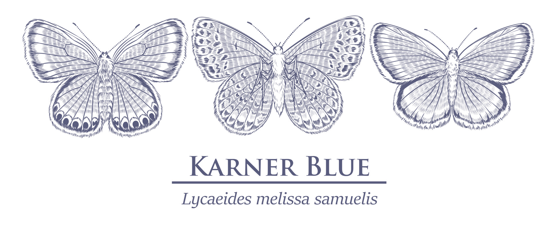 how to draw a karner blue butterfly