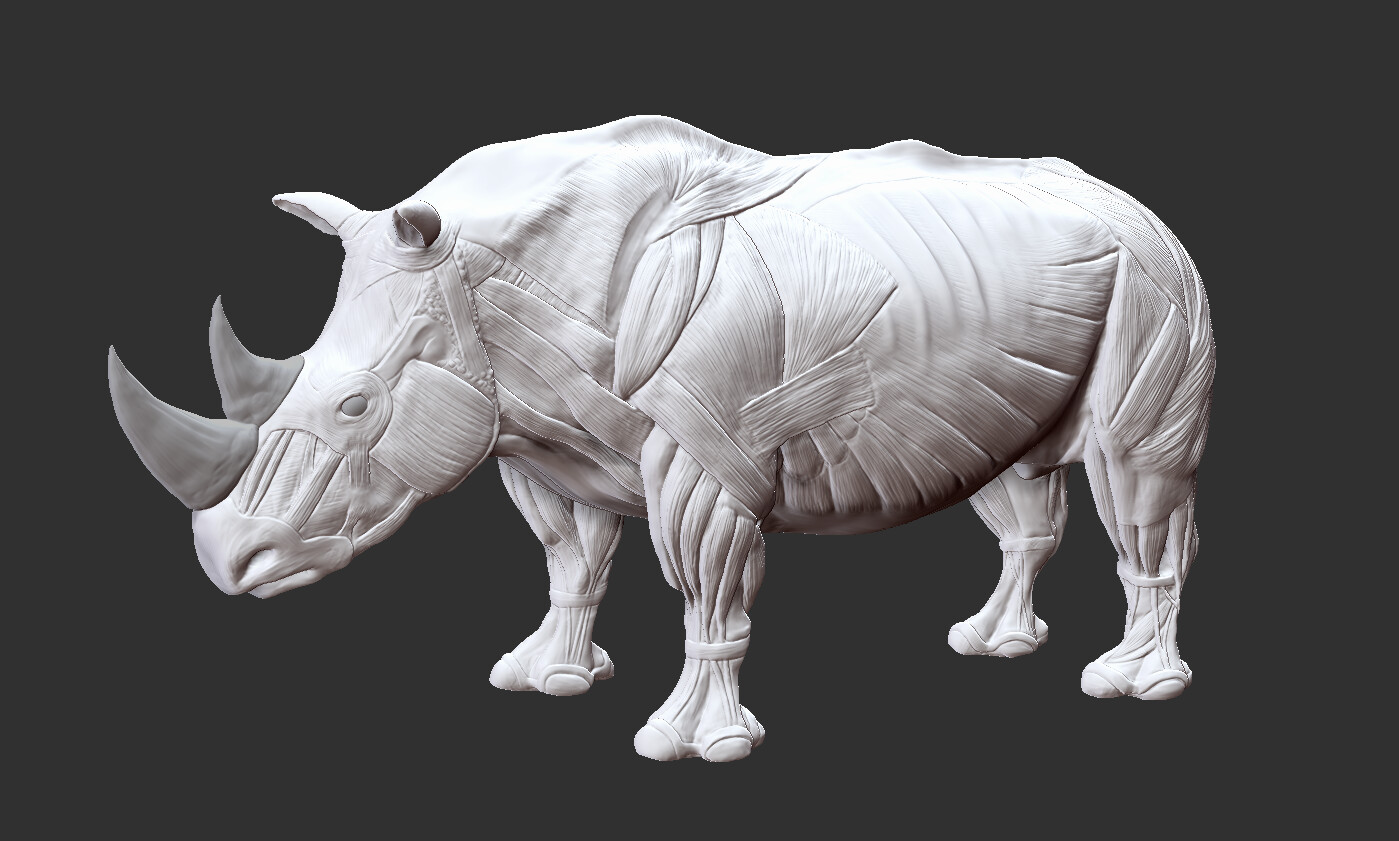 Adarsh - Rhino Muscle Study