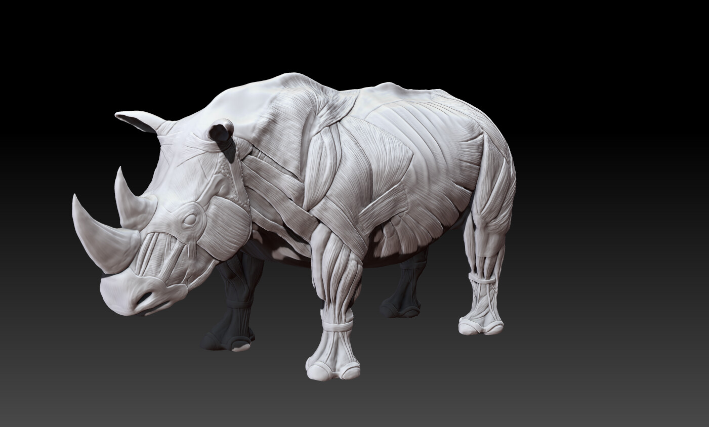 Rhino Muscle Anatomy