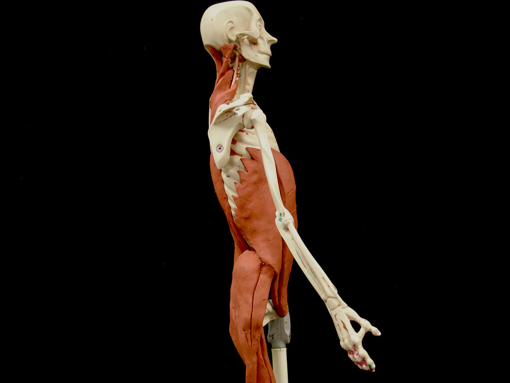 ArtStation - Clay Sculpture Muscle Study; Series (2013)