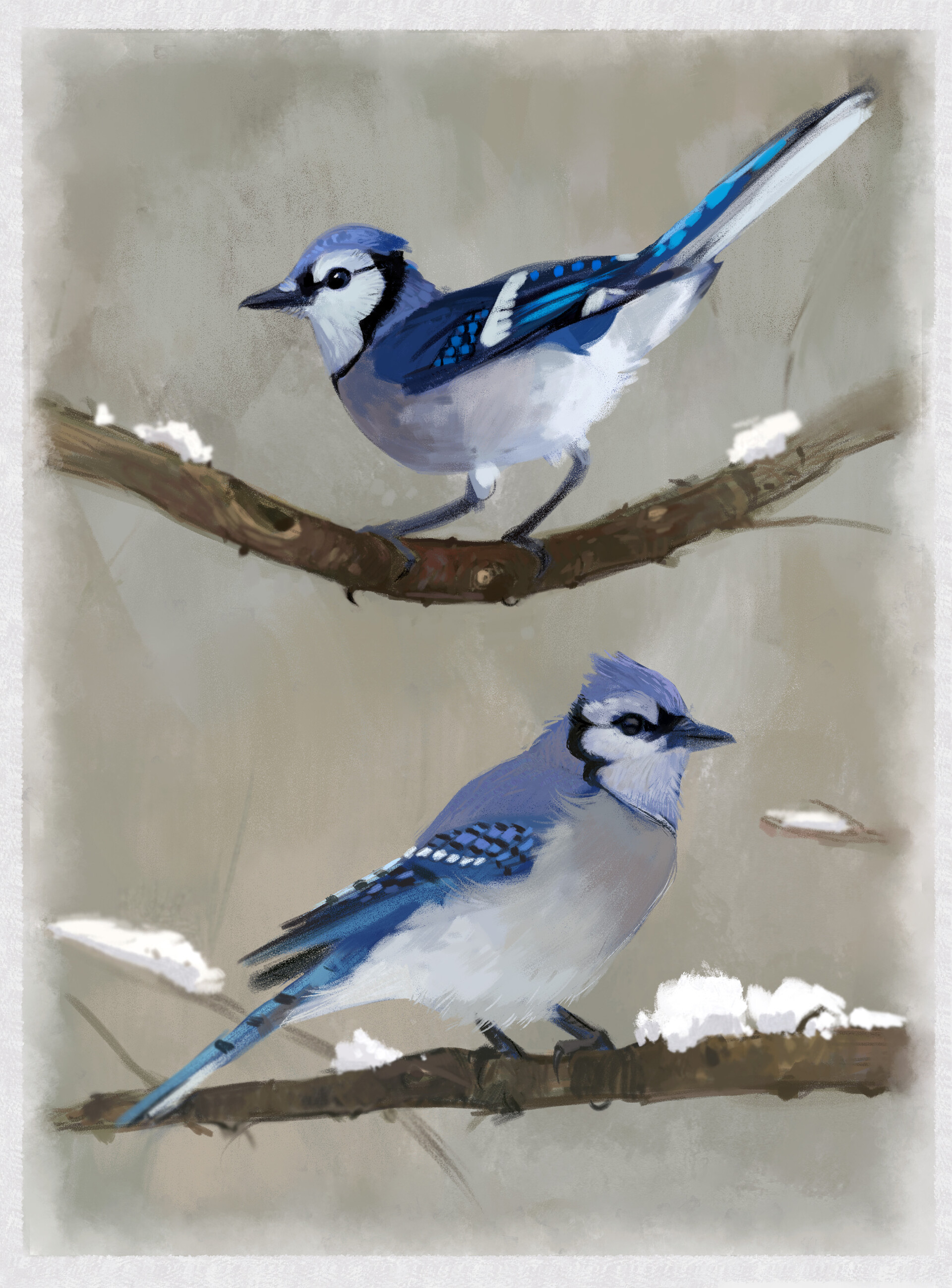 ArtStation - Blue jay
