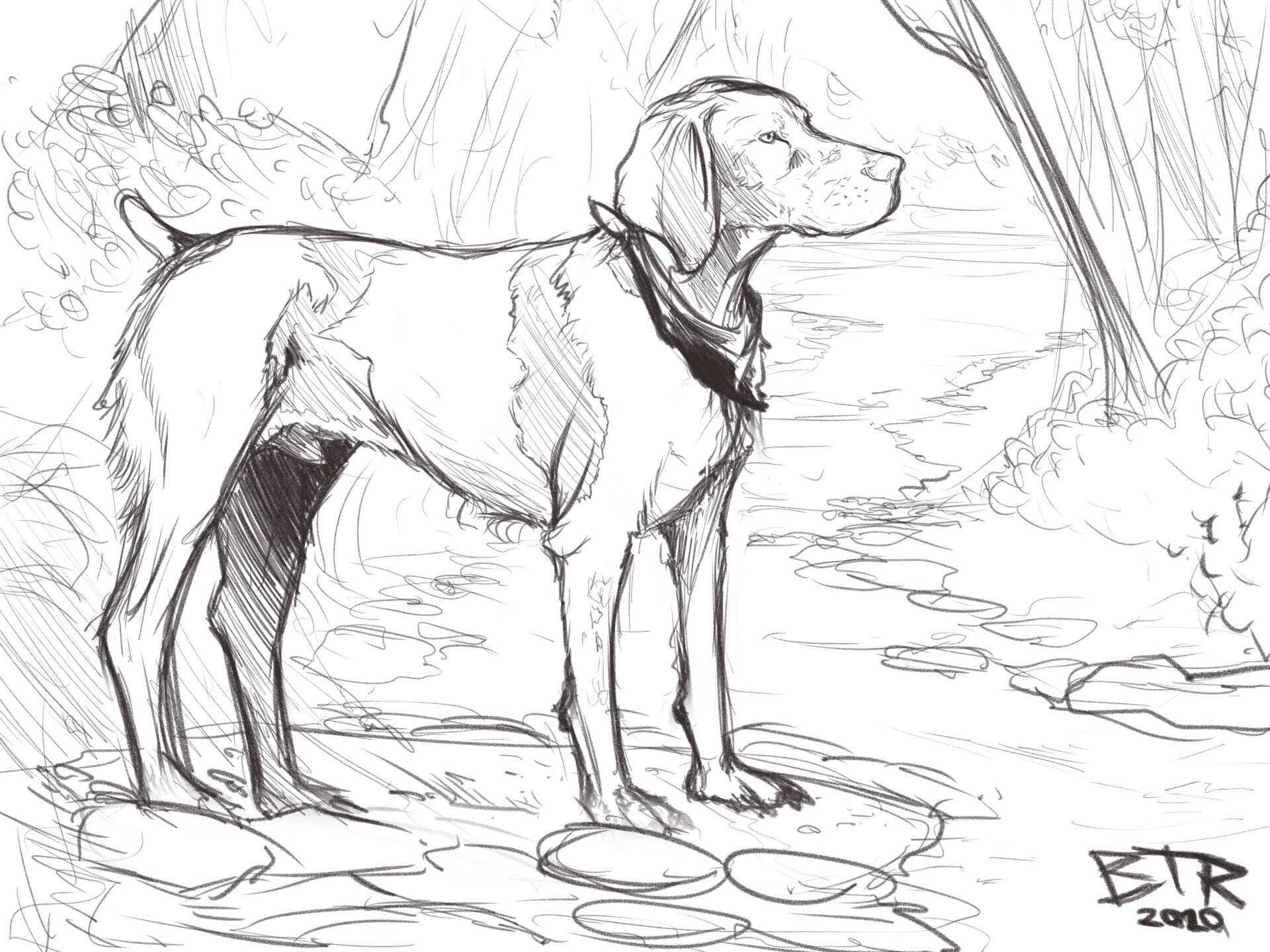 brittany spaniel dog coloring pages