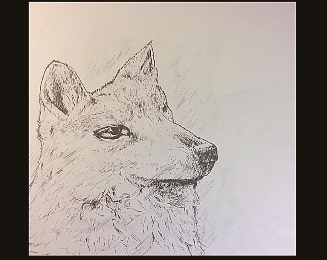 ArtStation - wolf sketch