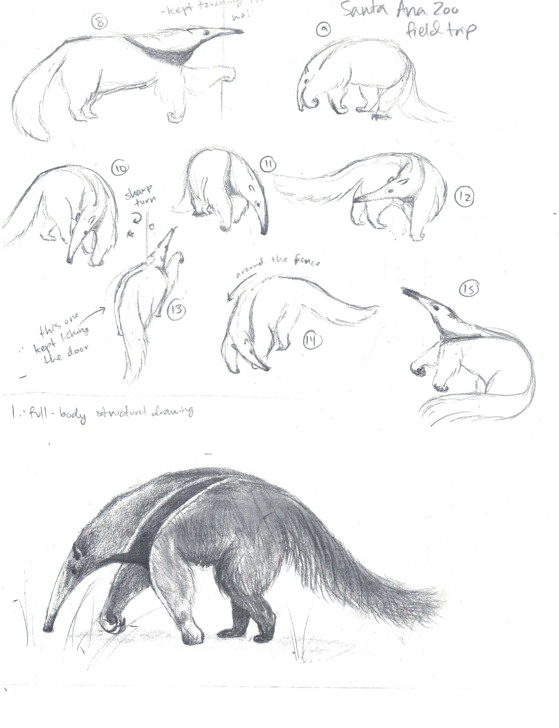 how to draw animal gestures