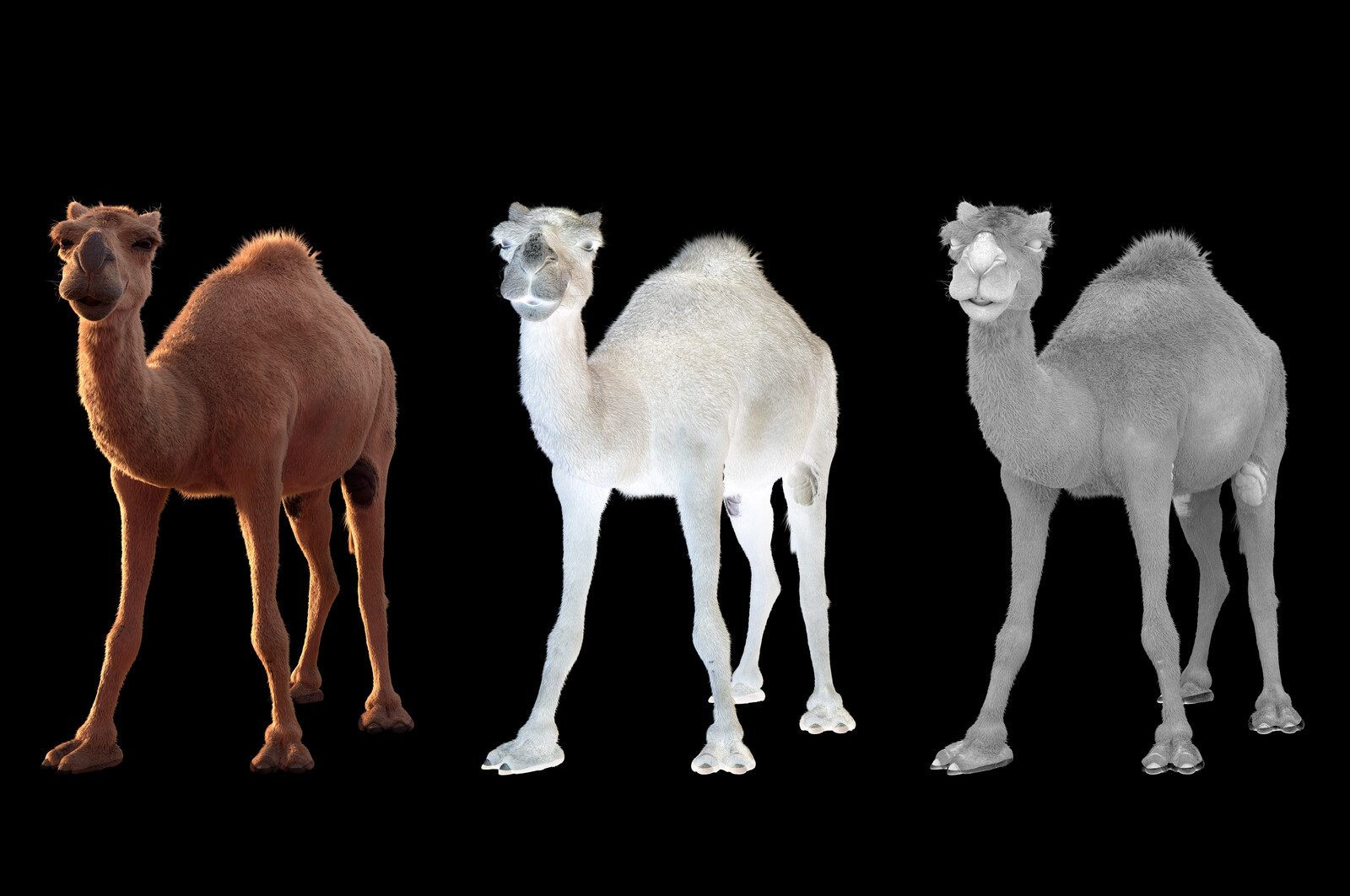 Ken Matsui - Ethereal Camel Project