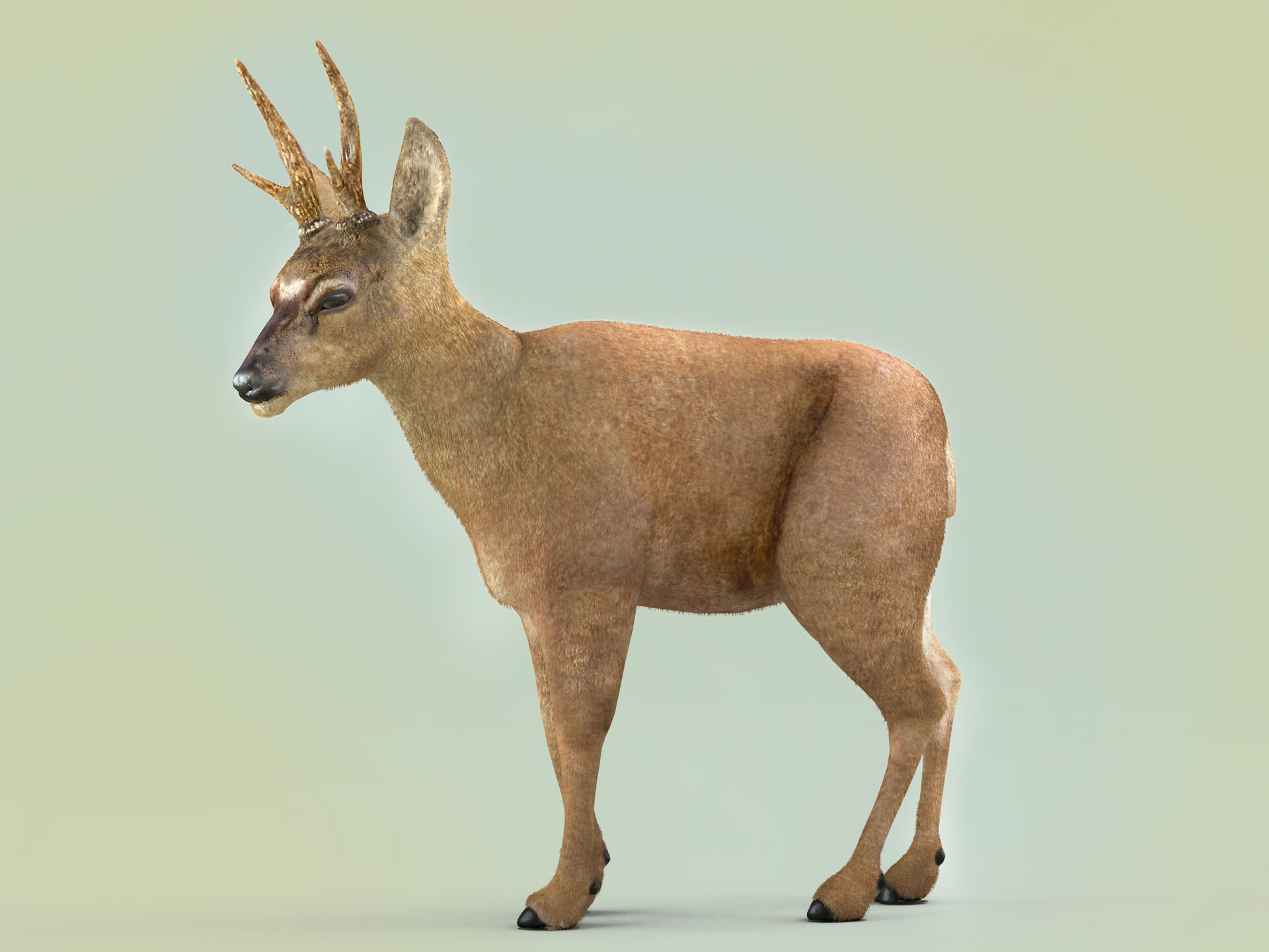 ArtStation - Hippocamelus bisulcus (Chilean deer)