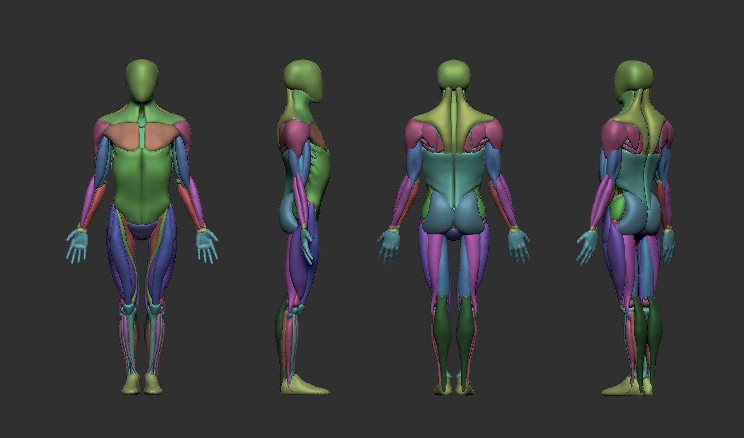 ArtStation - Muscle Anatomy Study