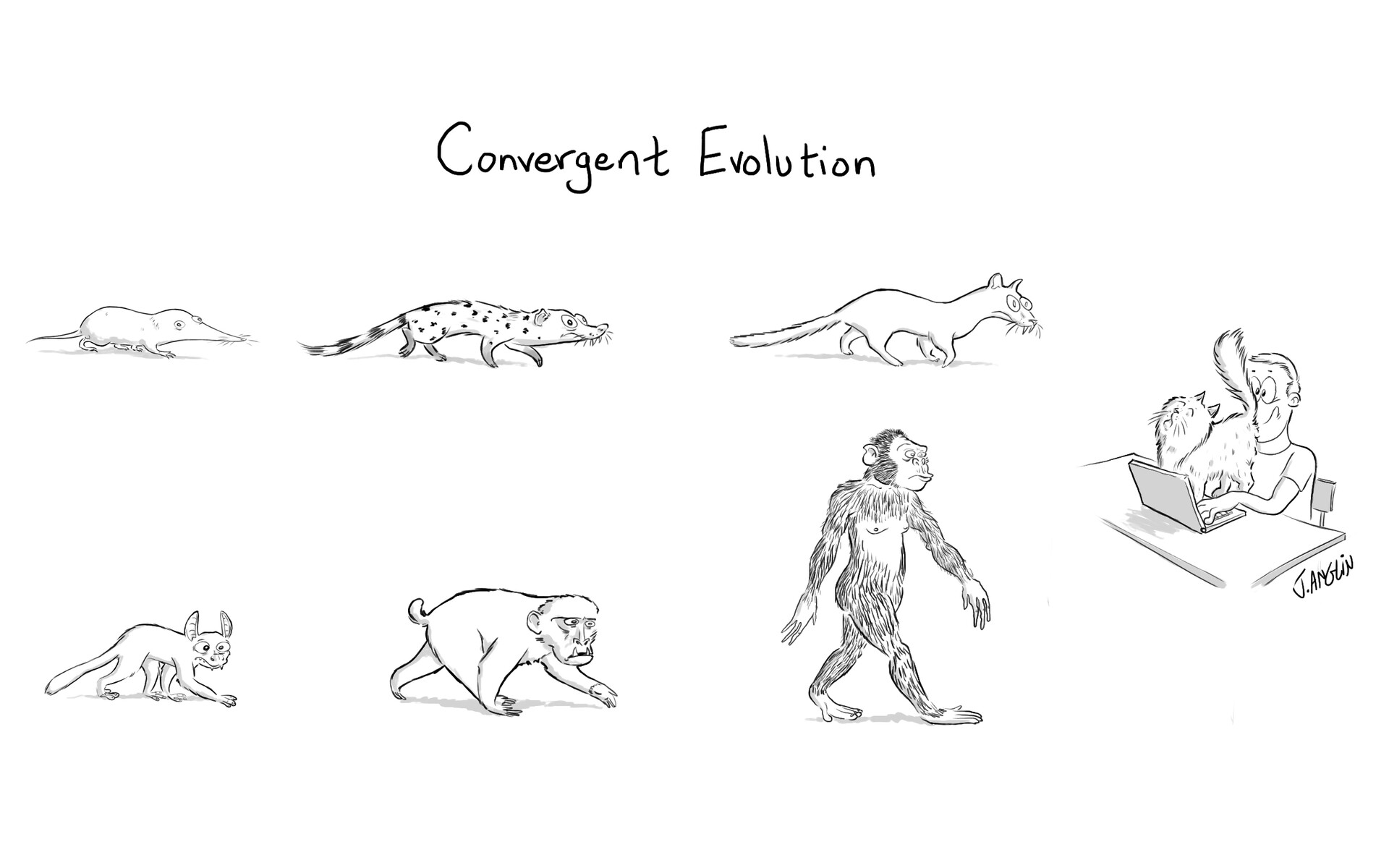 Convergent Evolution