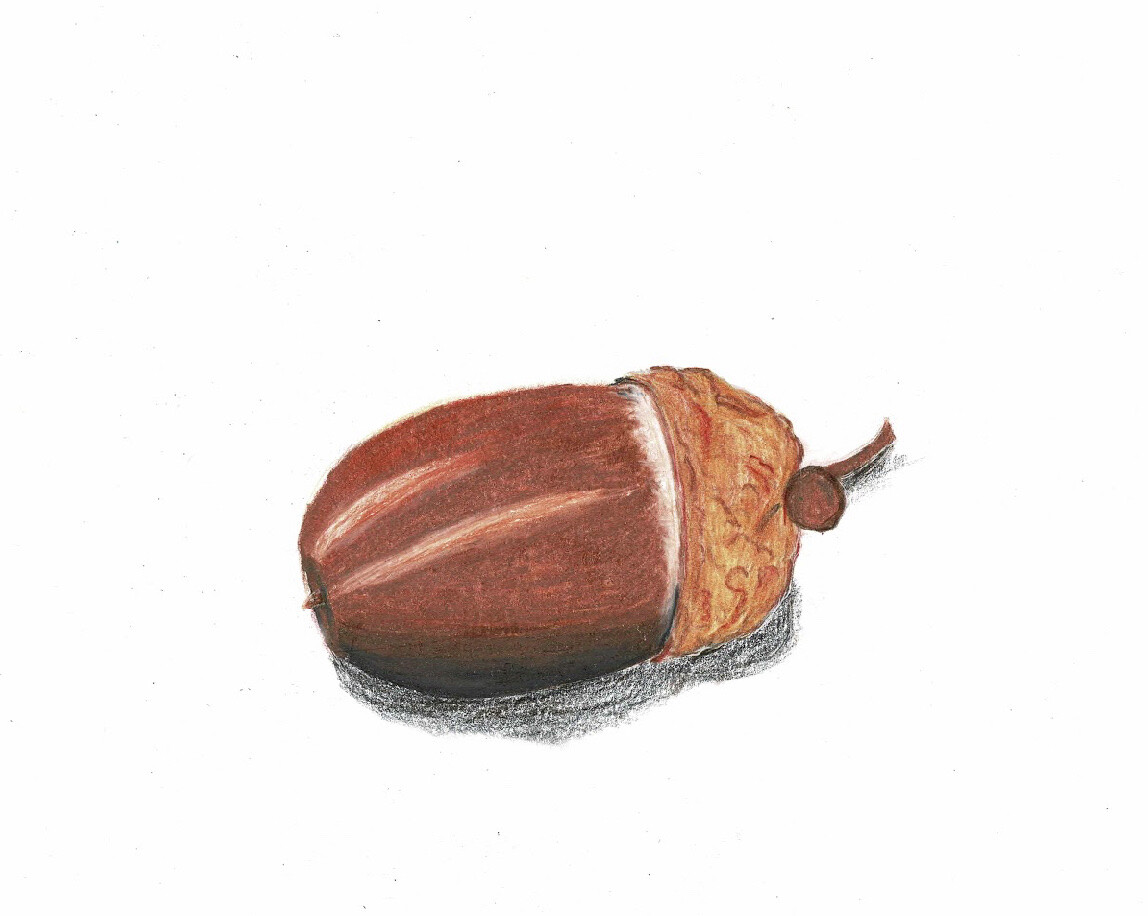 ArtStation - Acorn drawn with pencil crayon