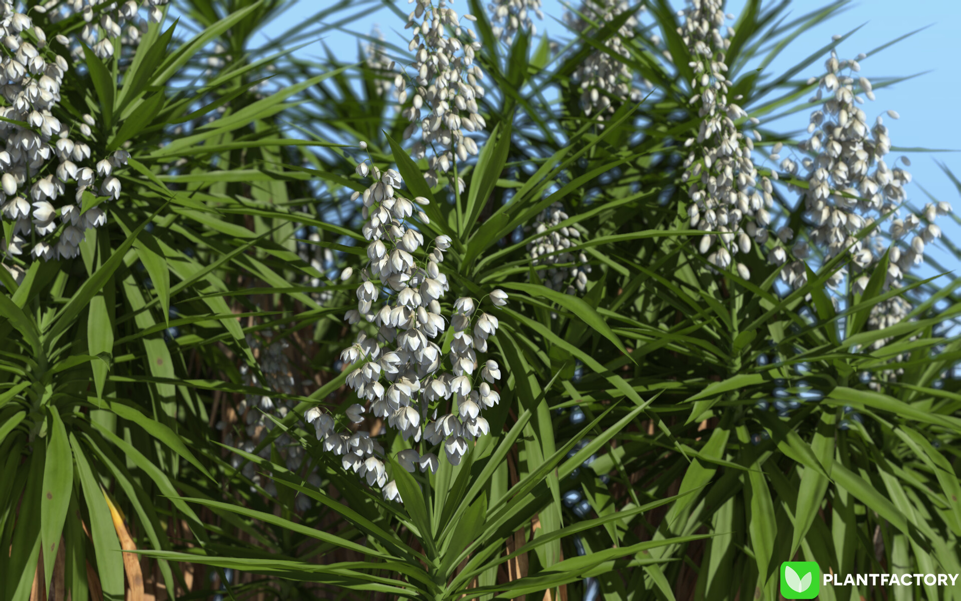 does yucca elephantipes flower