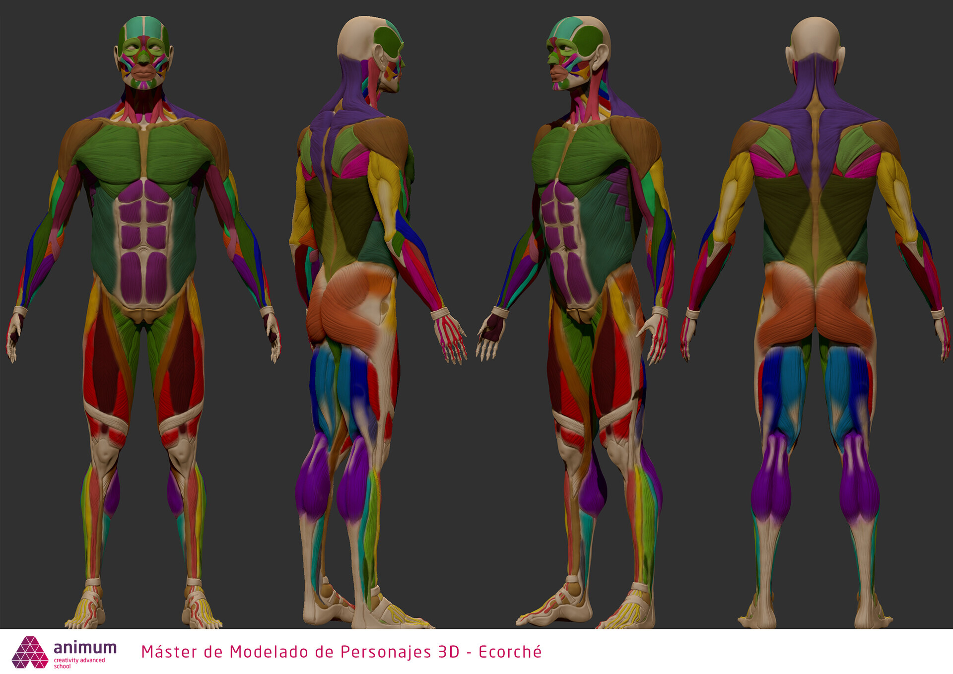 ArtStation - Ecorché