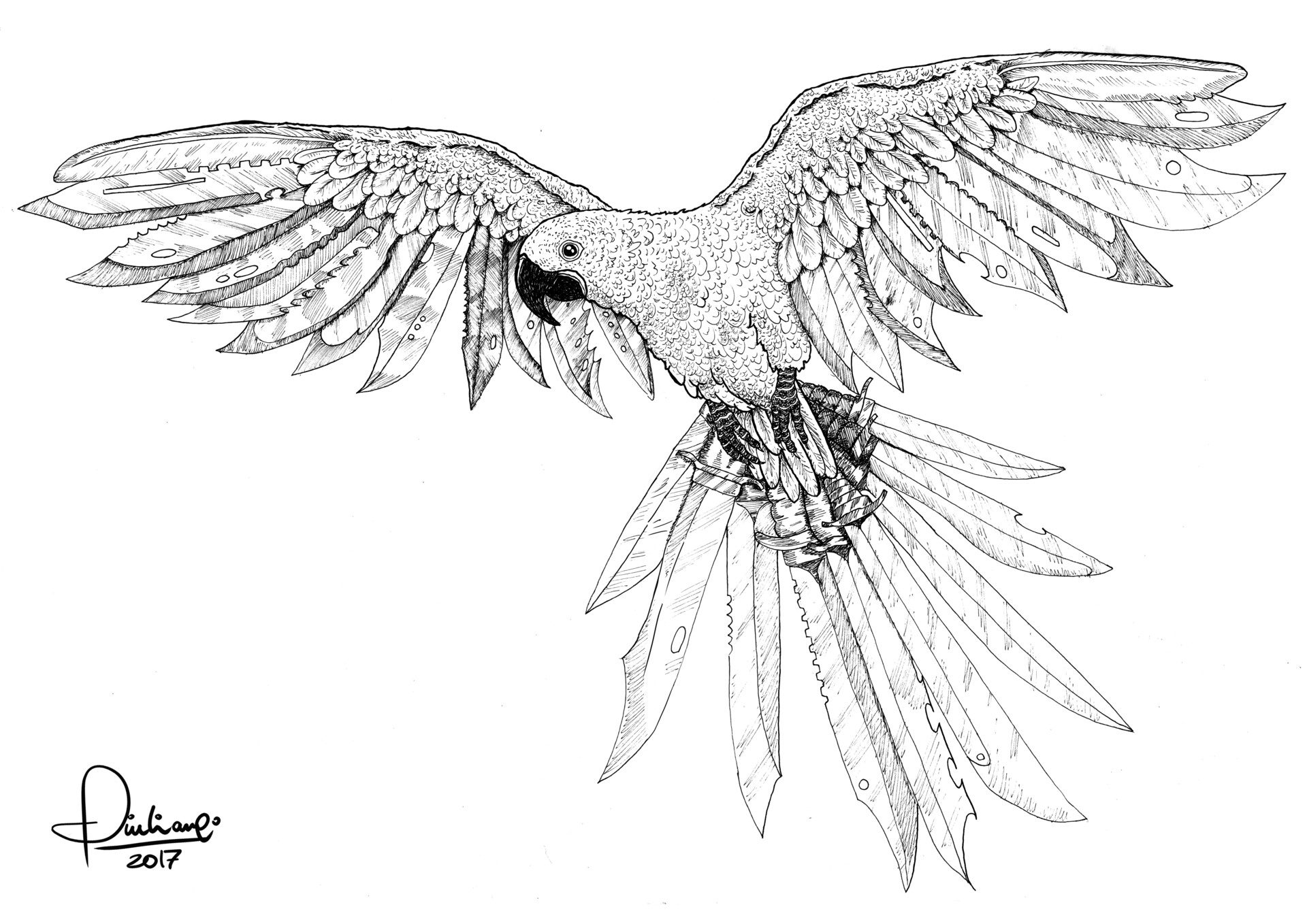 ArtStation - Arara-azul