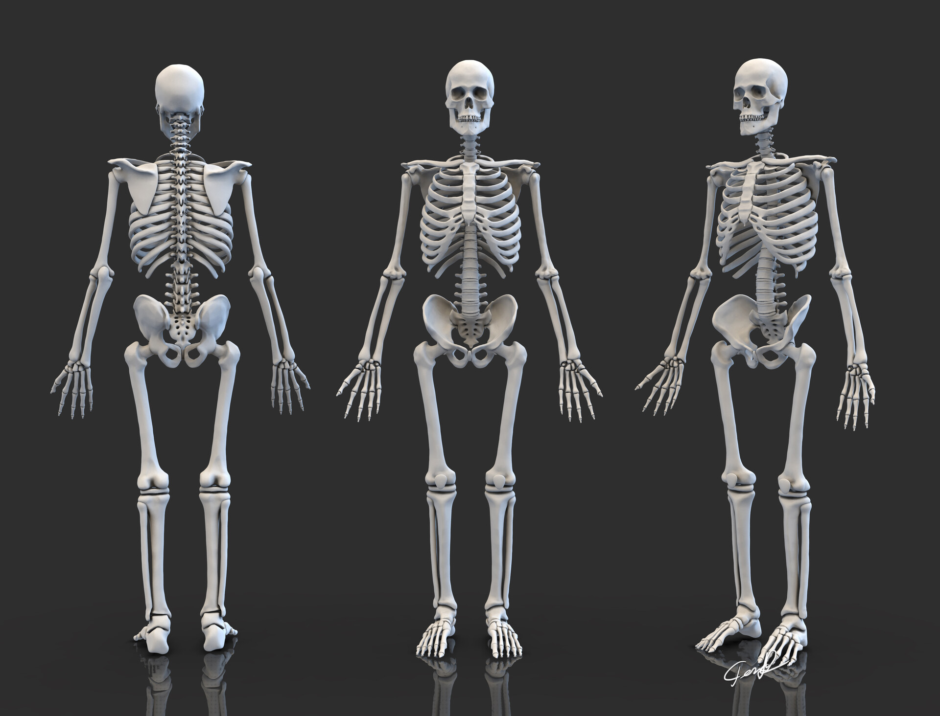 ArtStation - Skeleton. Anatomy study