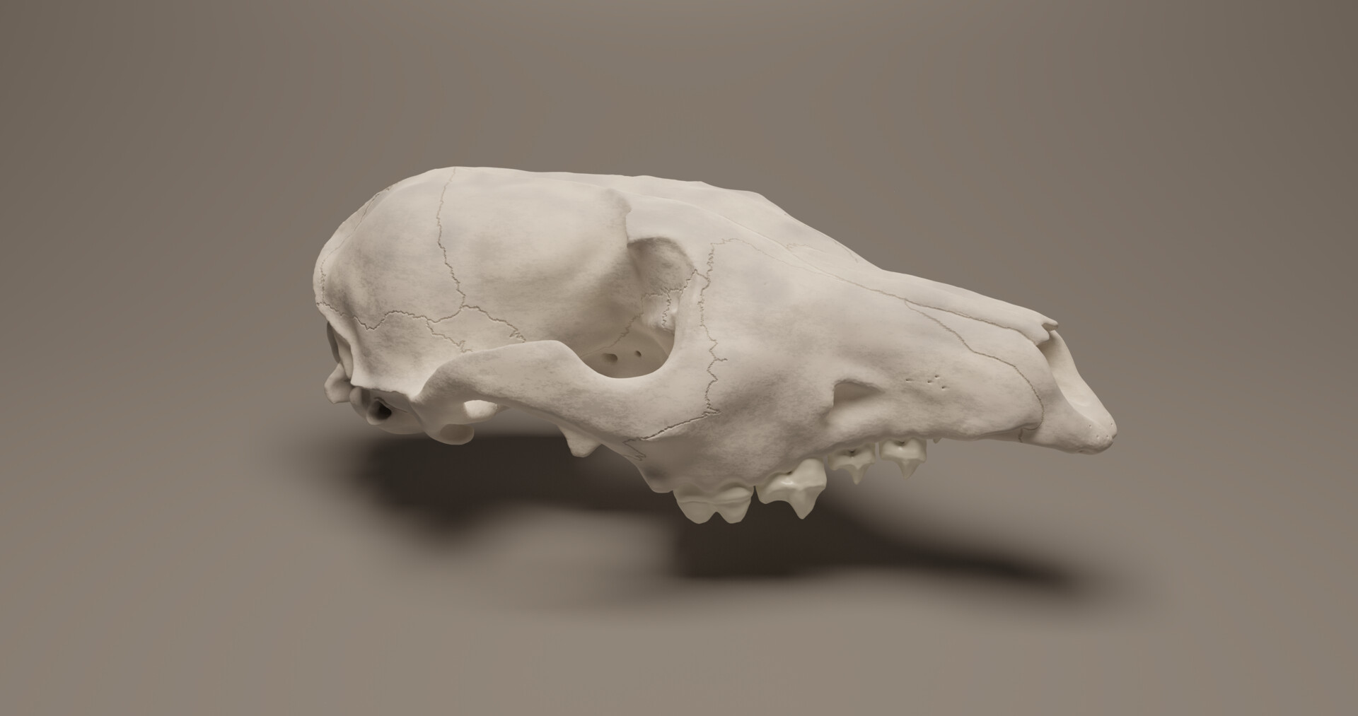Vulpes Vulpes Skull