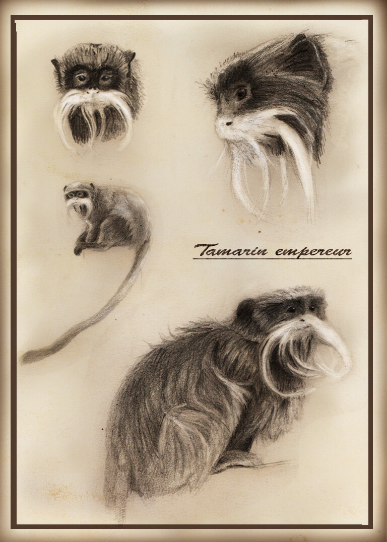 ArtStation - Emperor tamarin