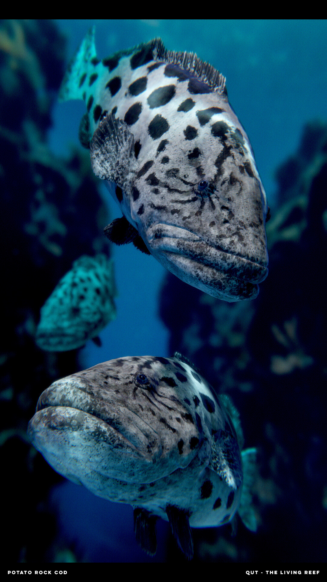 Ryan Bargieł - The Living Reef - Potato Rock Cod