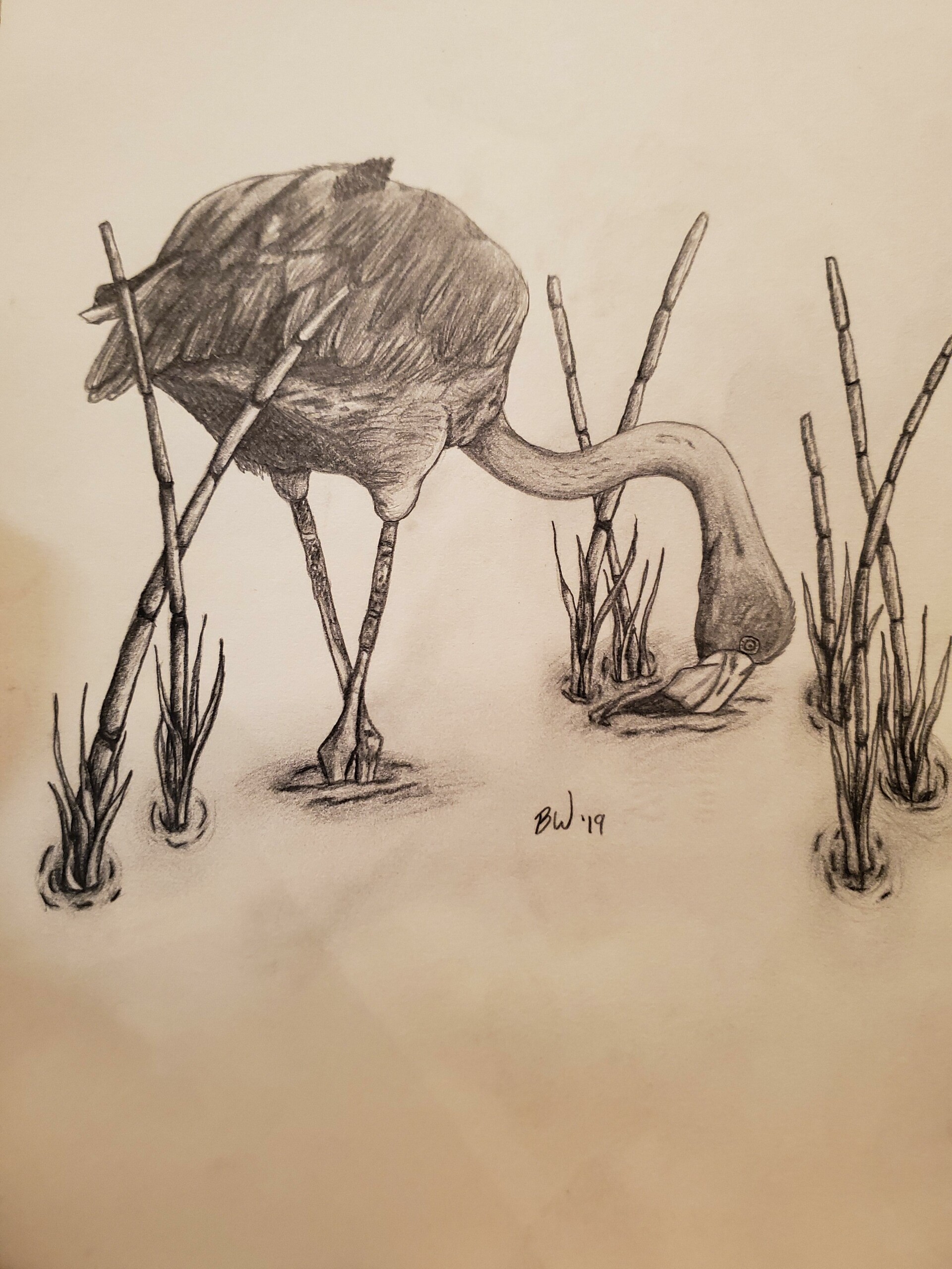 ArtStation - Flamingo in the Reeds