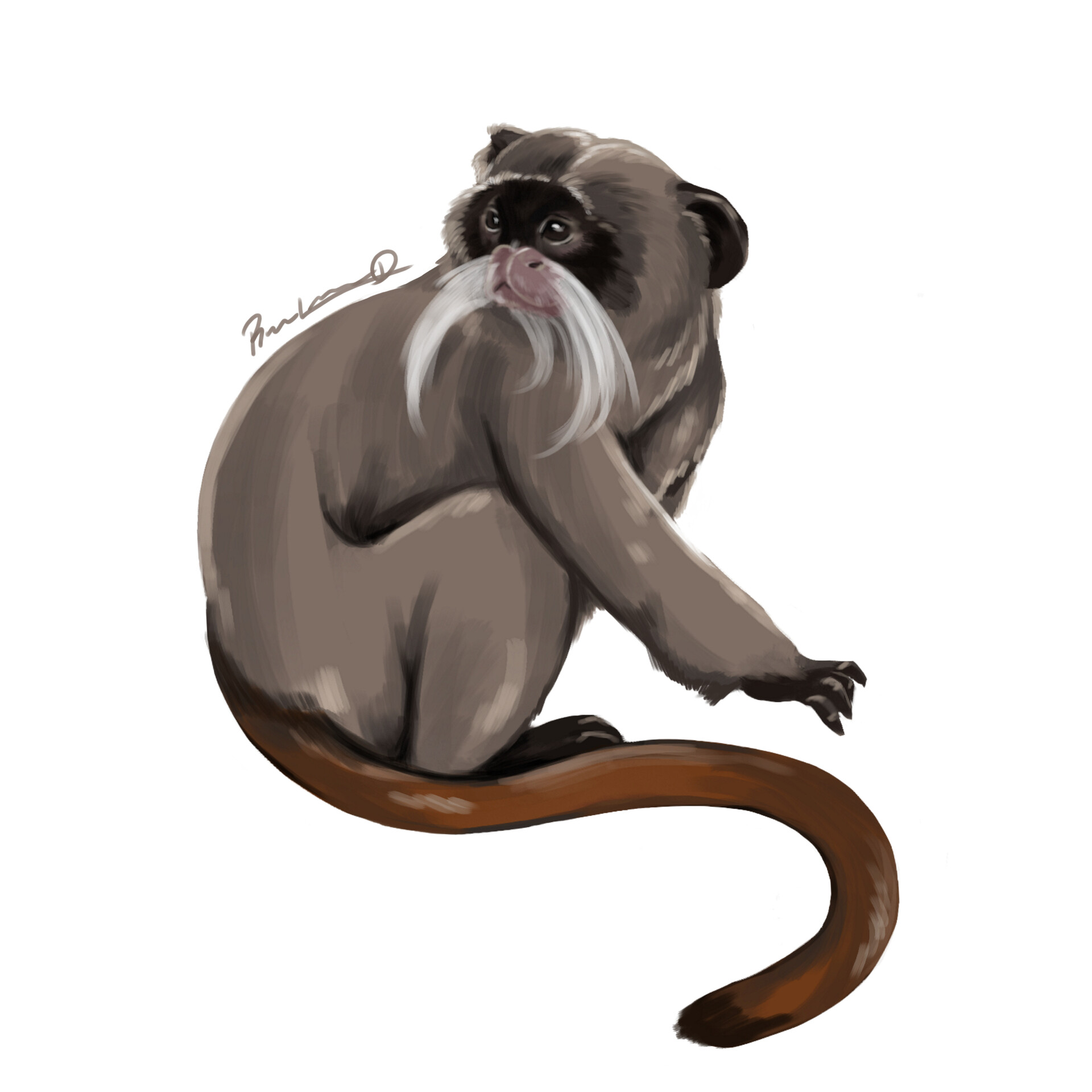 Rena - Emperor Tamarin