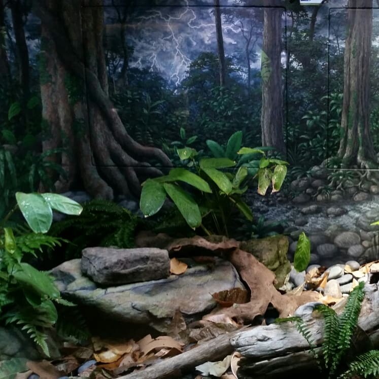ArtStation - Leptodactylus “Mountain Chicken Frog” Exhibit — St. Louis Zoo
