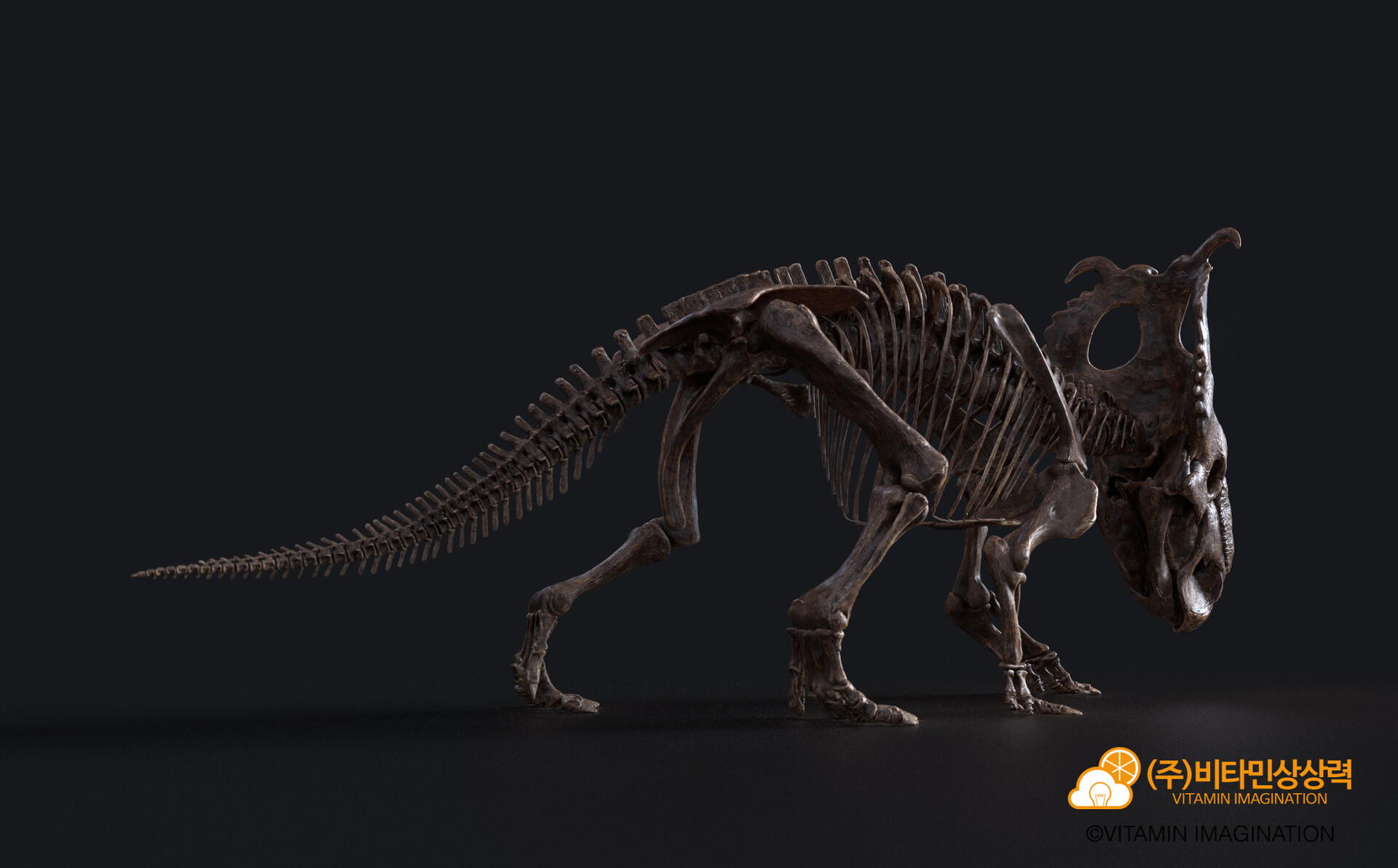 Pachyrhinosaurus Skeleton