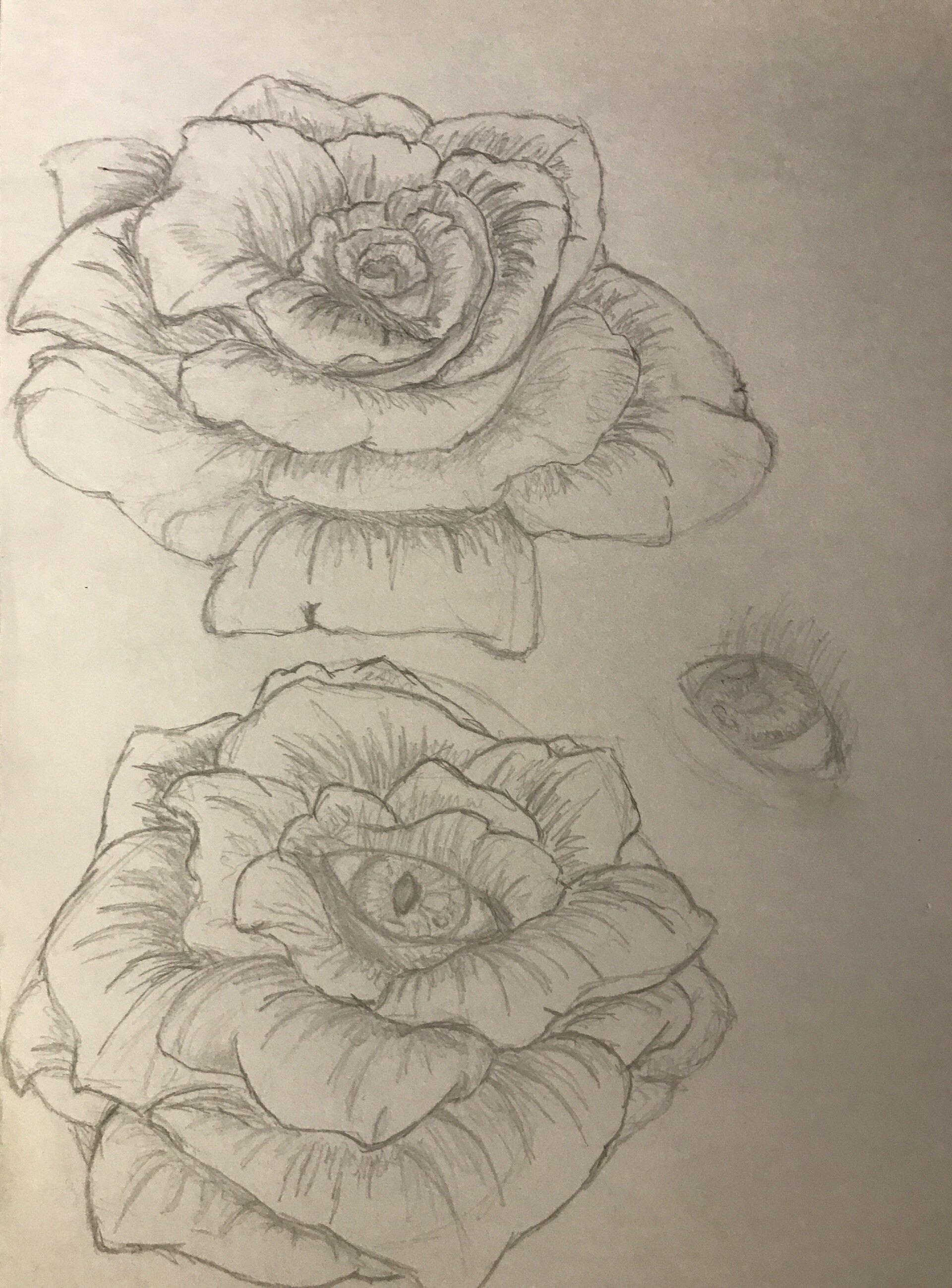 ArtStation - Rose Study