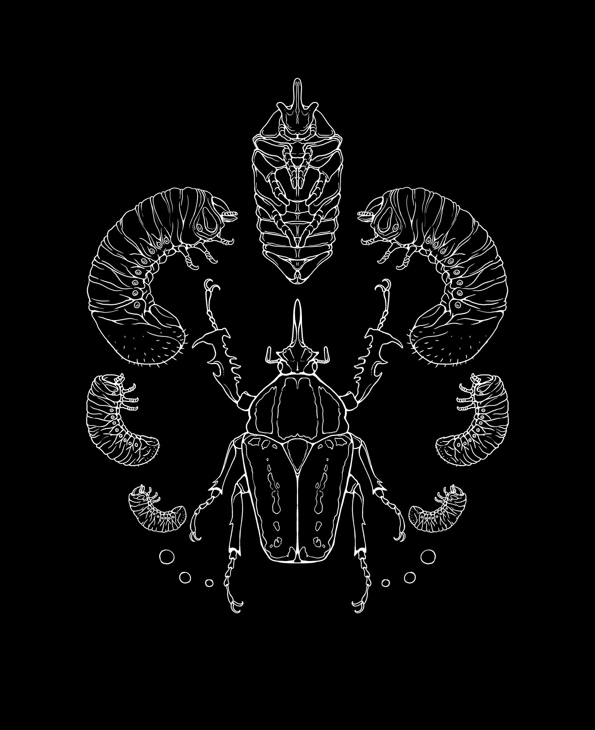 Fabrizio De Rossi - Mecynorhina torquata ugandensis - life cycle design