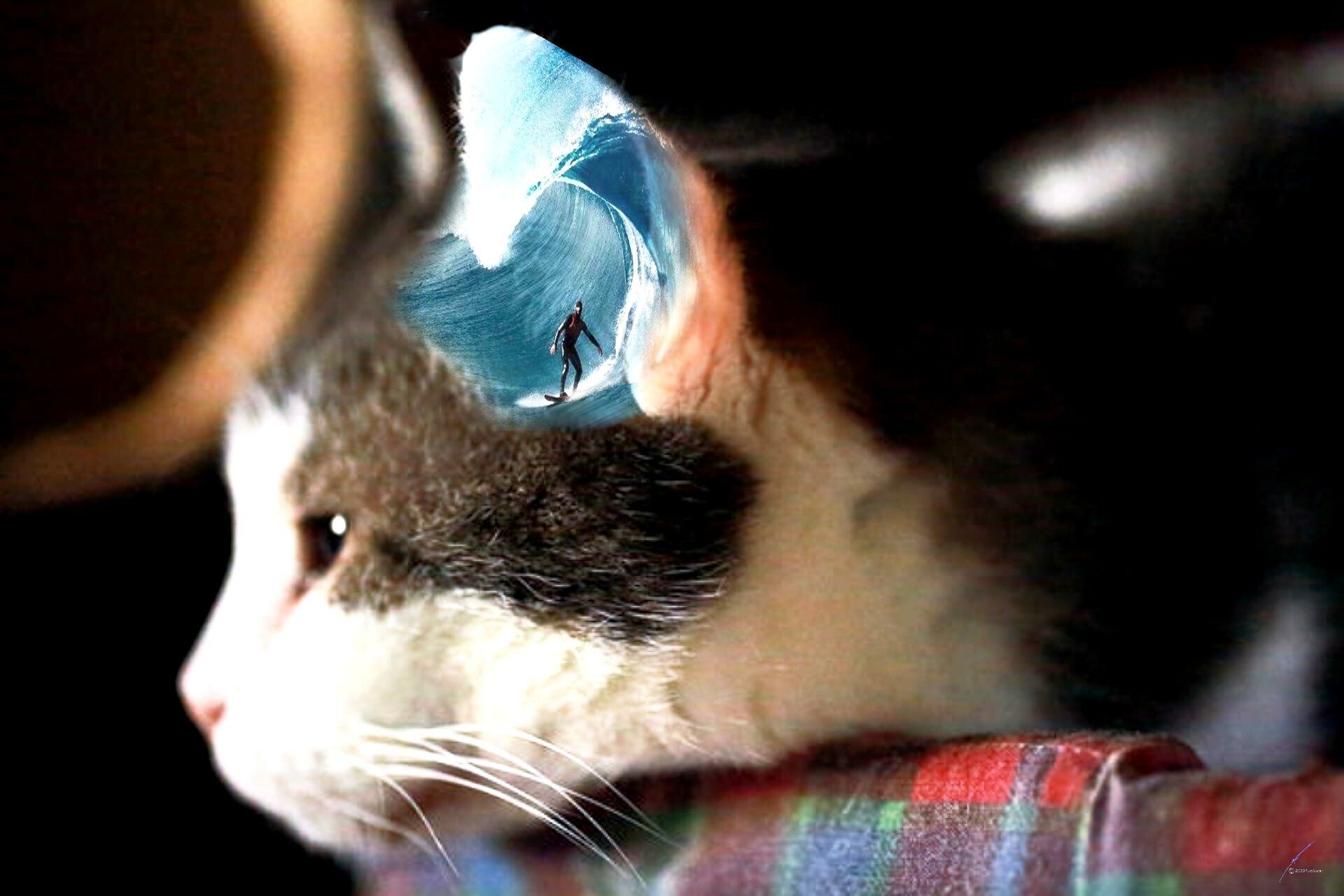 ArtStation - Cat Ear Surf