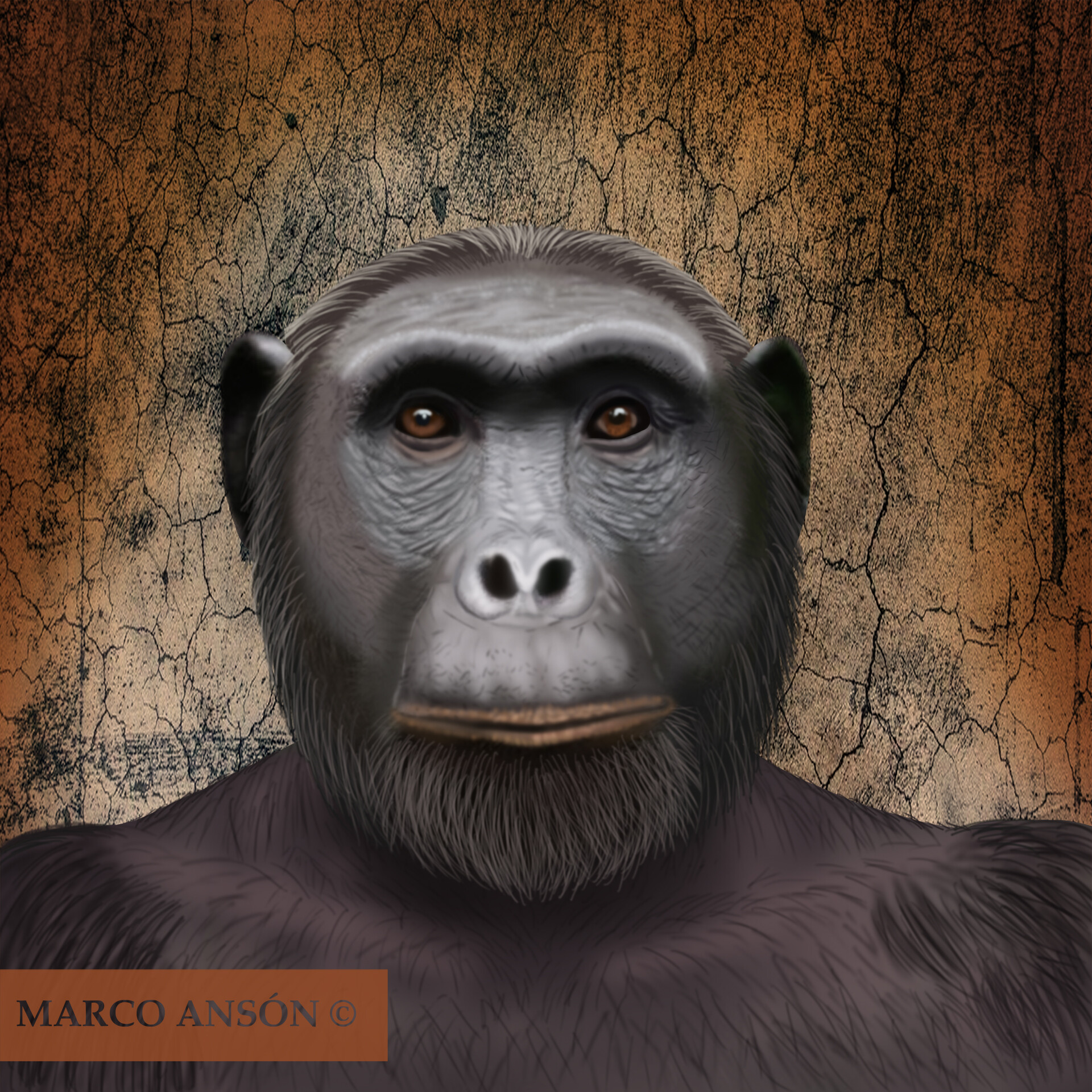 Paranthropus Robustus Reconstruction
