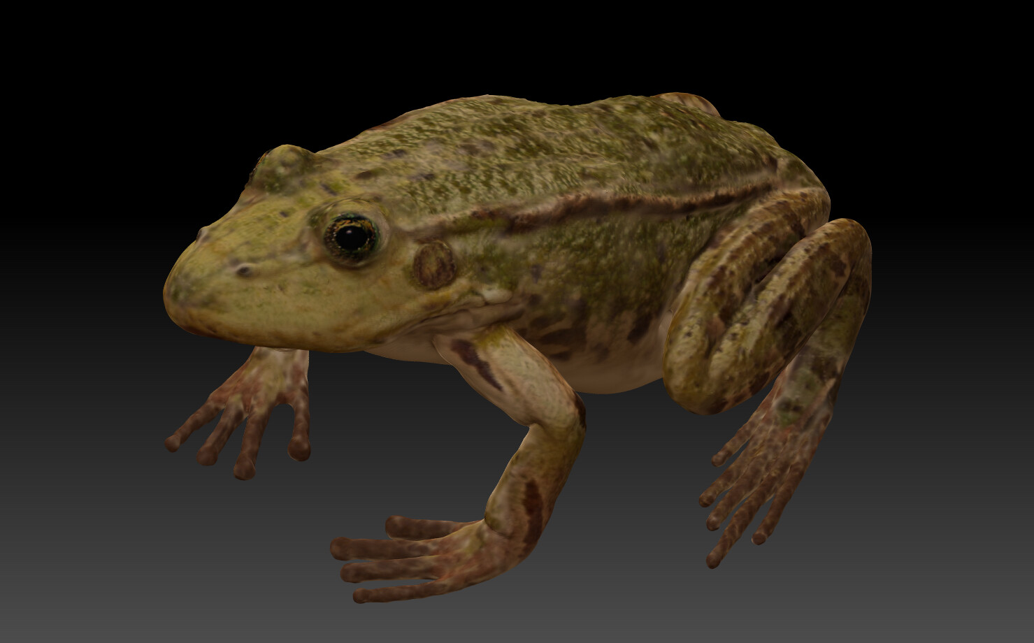 ArtStation - Frog