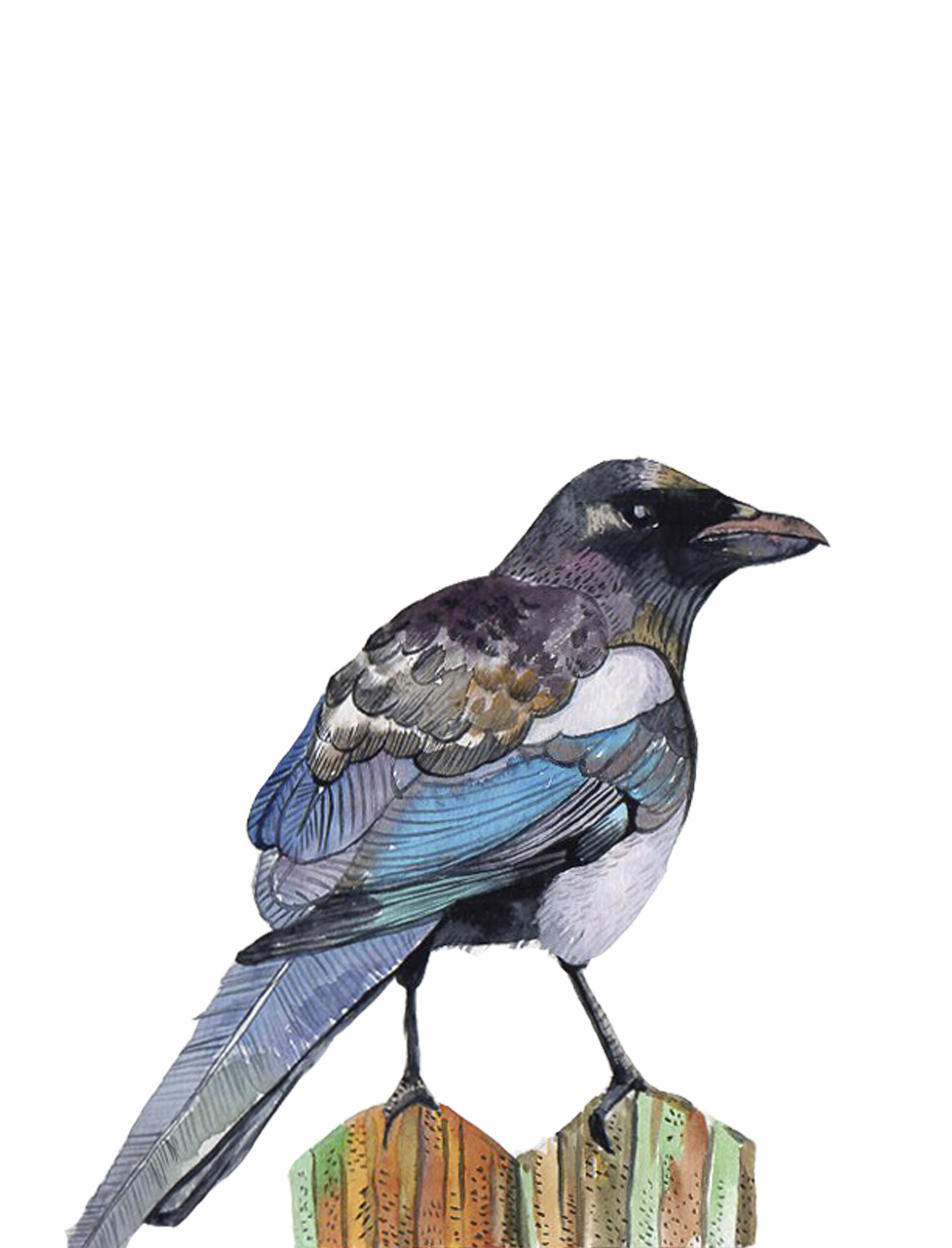 ArtStation - Bird - A magpie