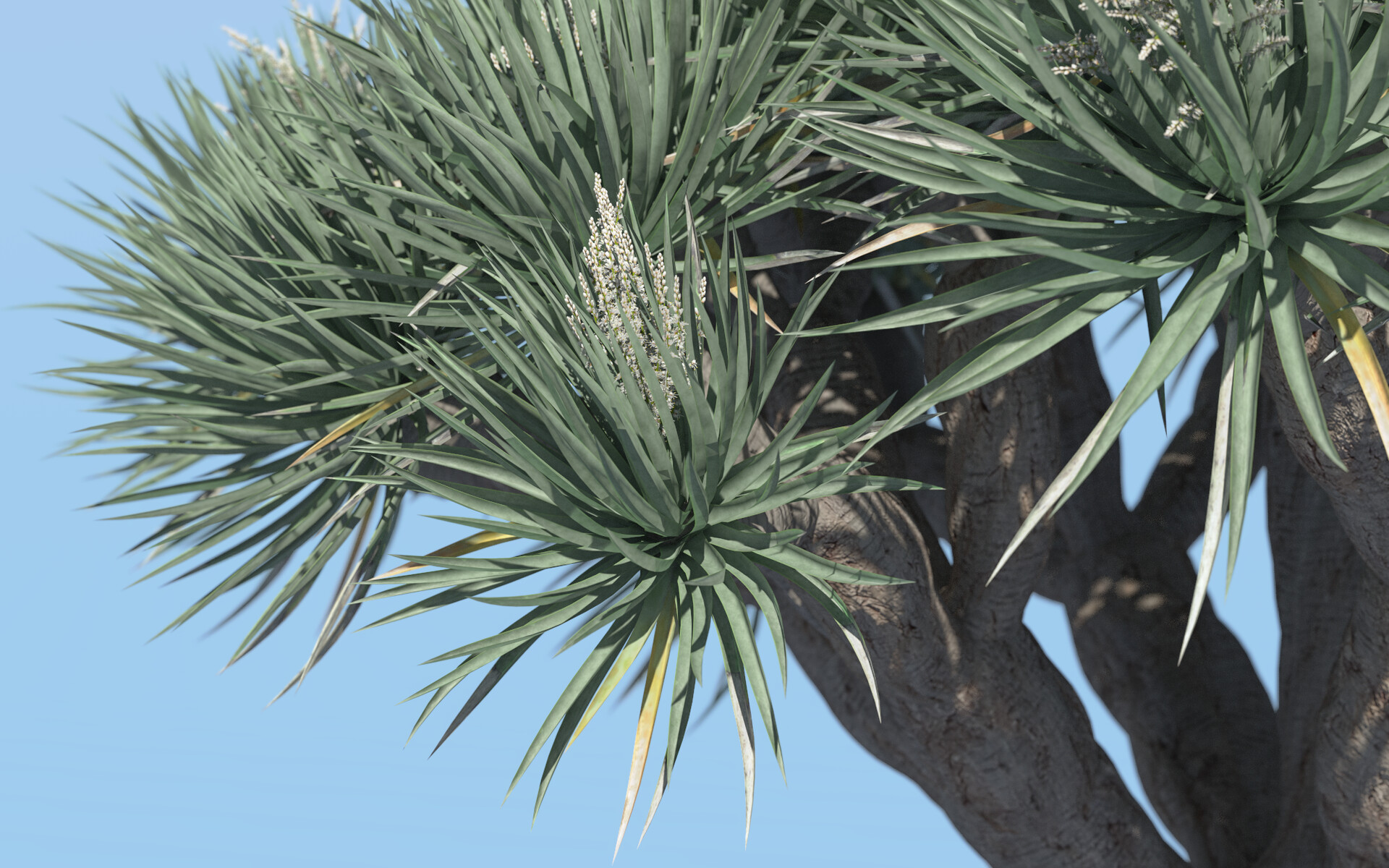 ArtStation - Dracon tree 3D (Dracaena draco) close-up on flowers and ...