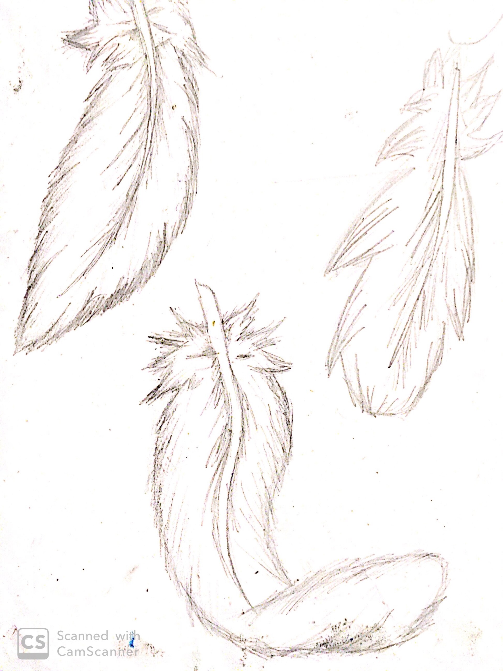falling feather drawing