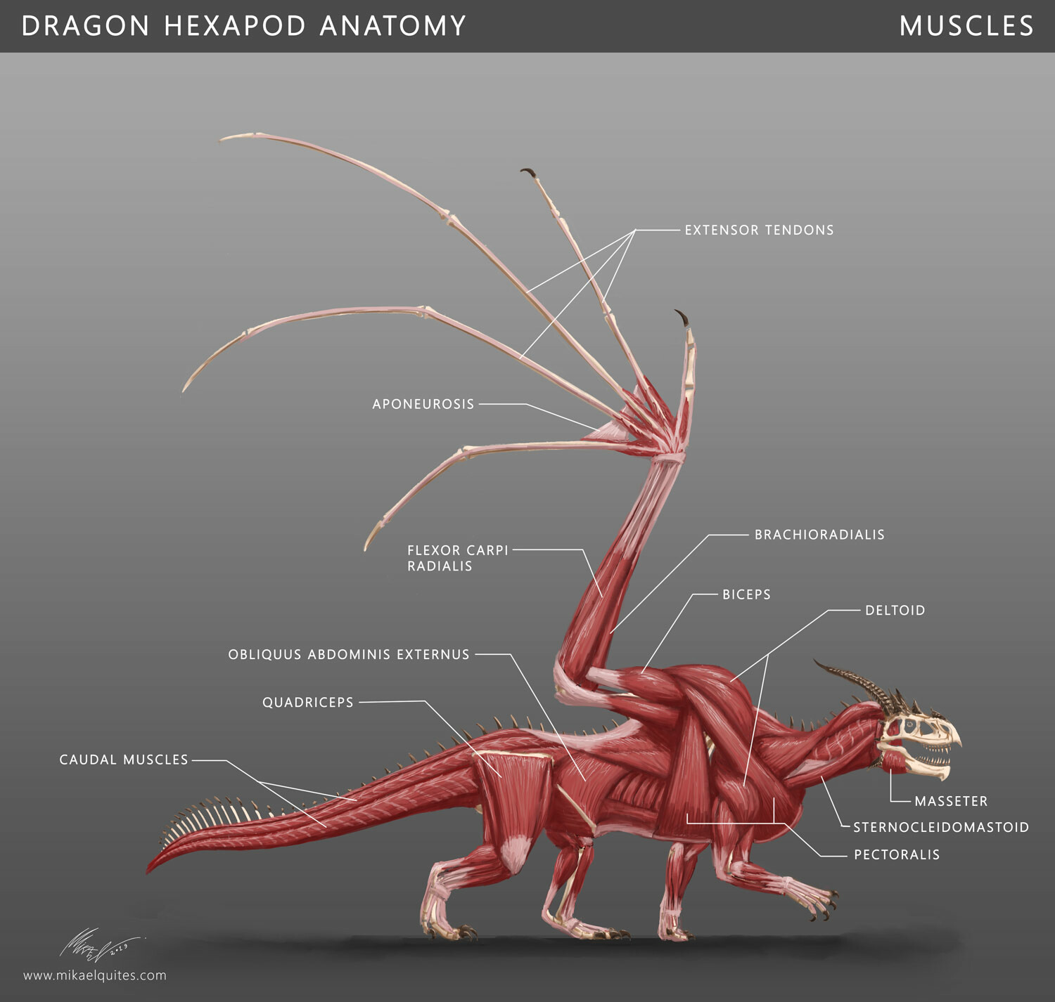 Dragon Muscle Anatomy