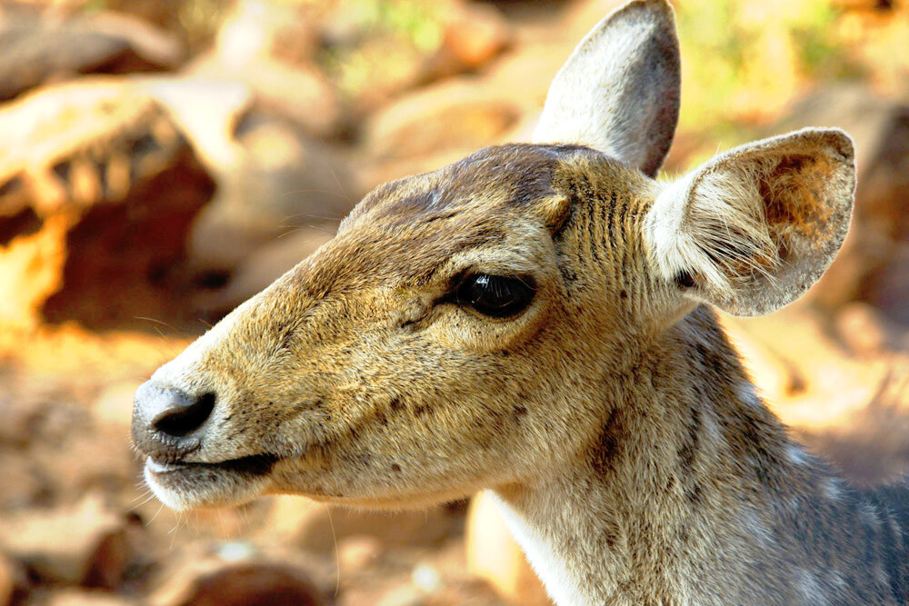 Neha Gupta - Birds and Animals
