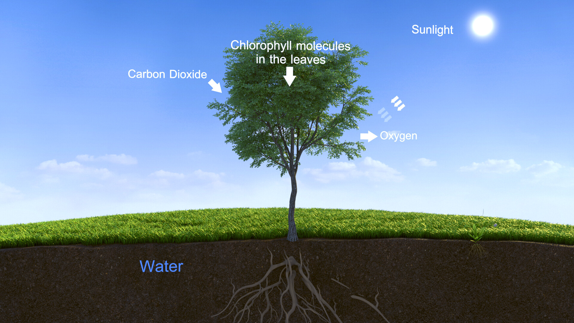 ArtStation - Photosynthesis