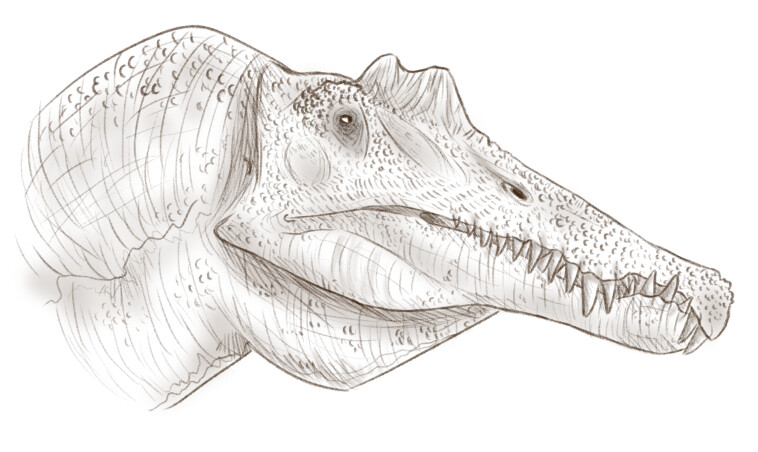 Spinosaurus Head Drawing
