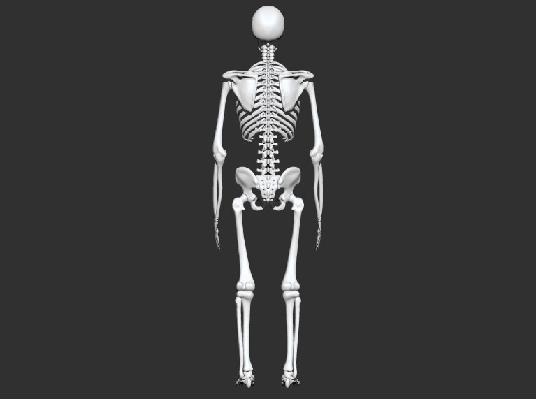 Mark Klein-Horsman - Skeleton Anatomy