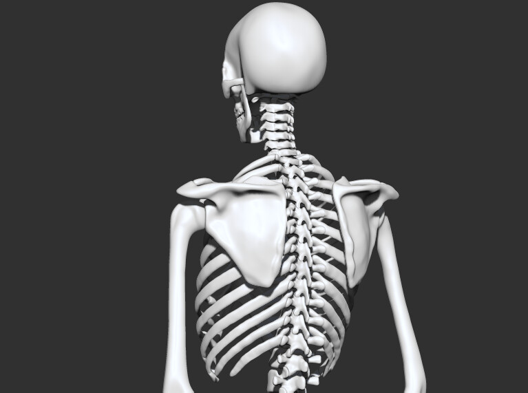 Mark Klein-Horsman - Skeleton Anatomy