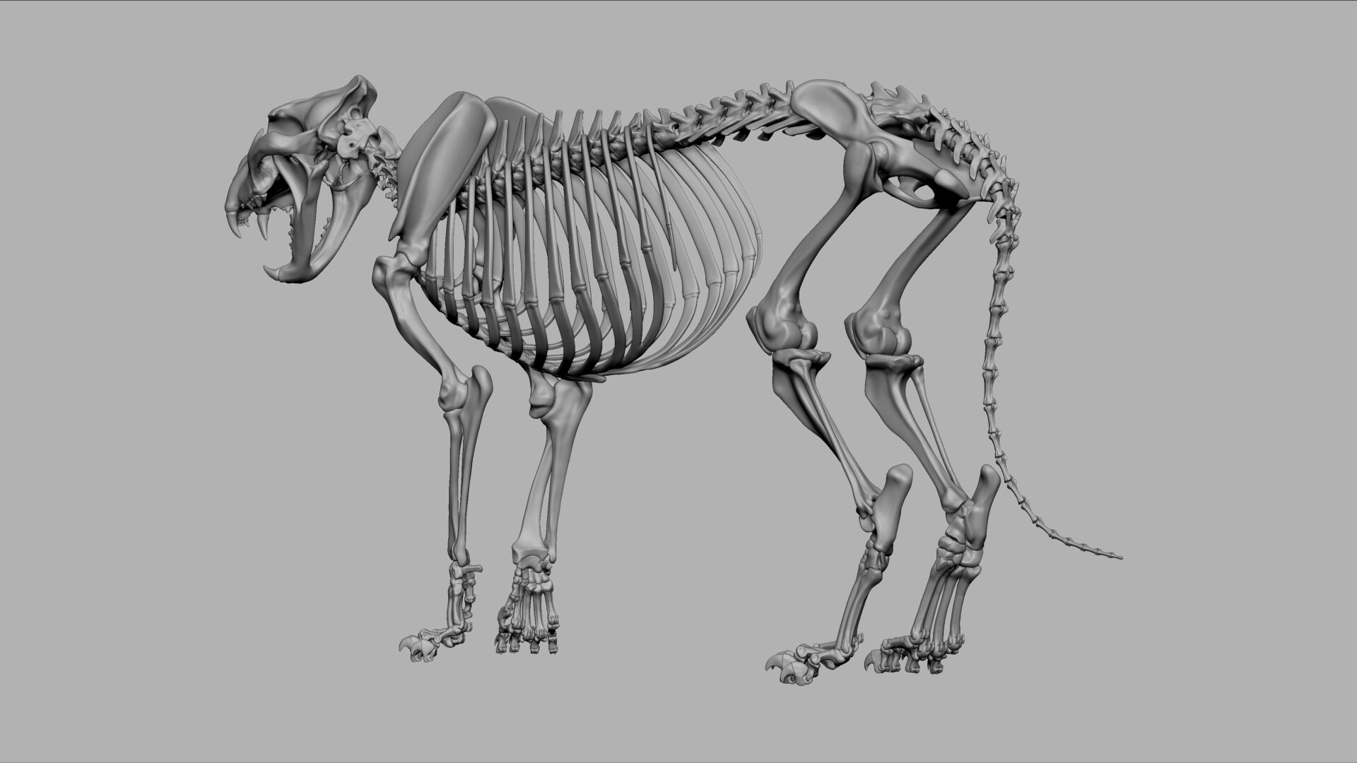 lion skeleton drawing