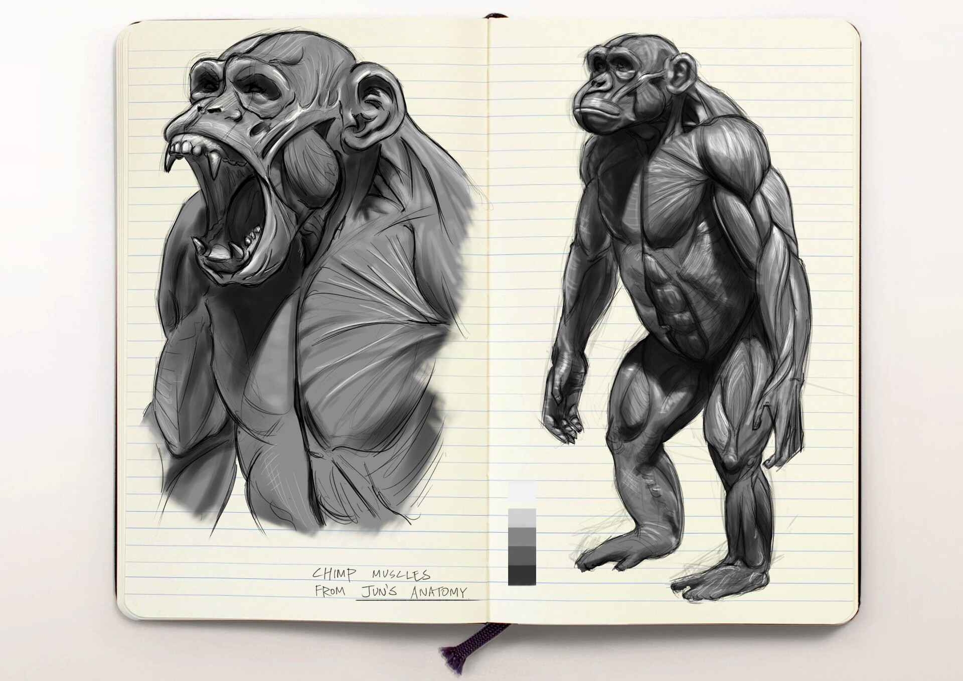 ArtStation - anatomy study_ape