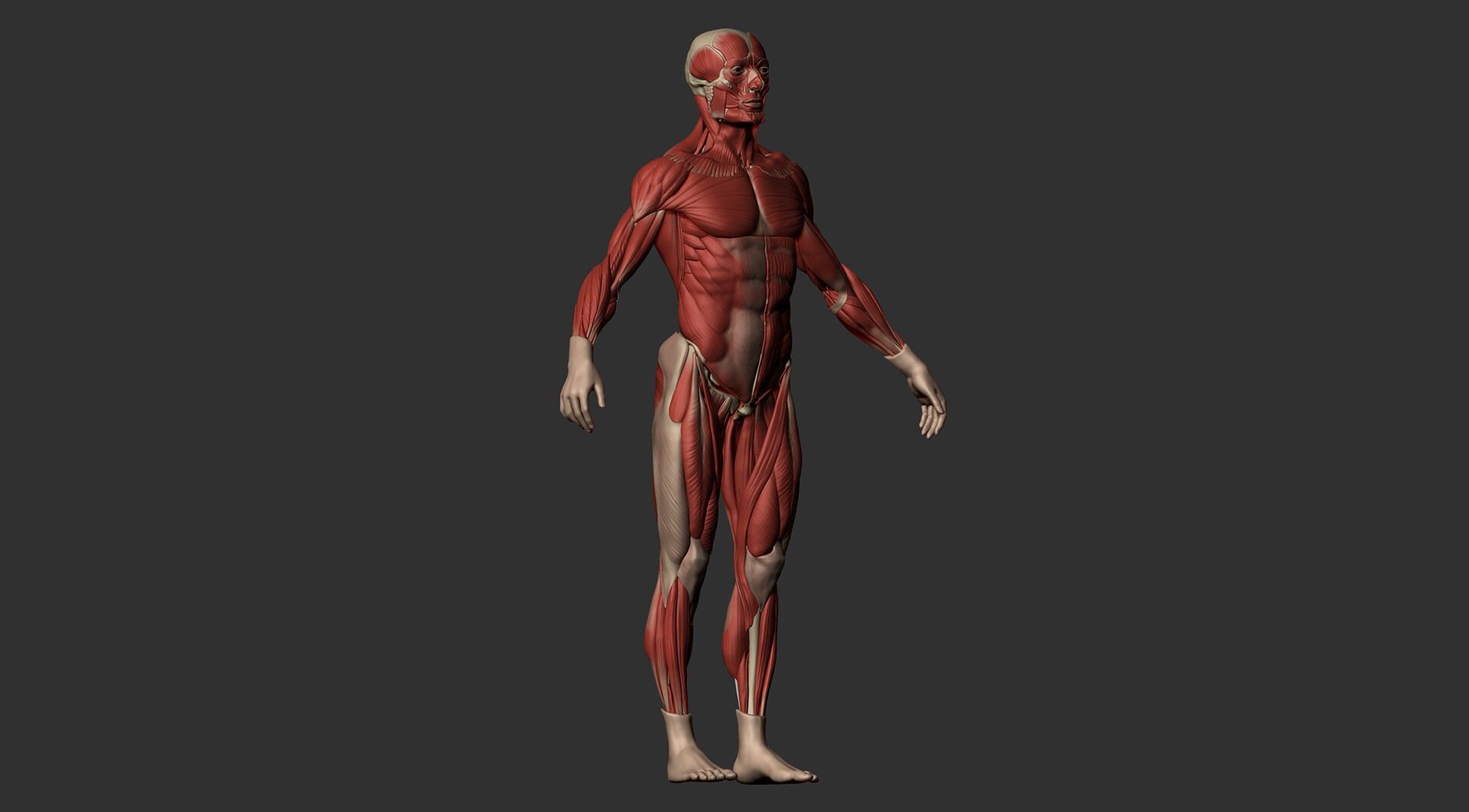 ArtStation - Ecorché_Male Human